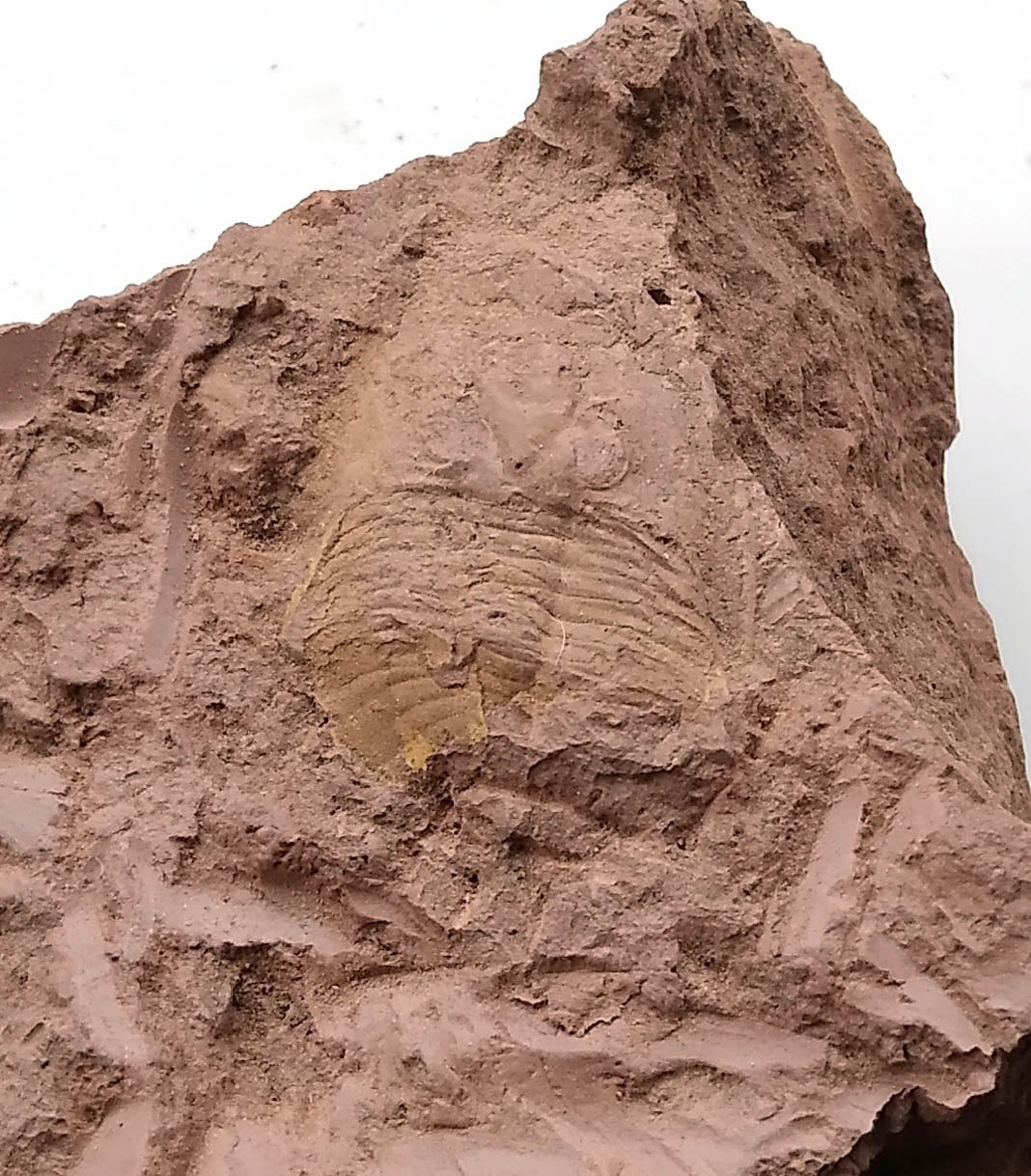Ordovician Trilobite ID - Fossil ID - The Fossil Forum