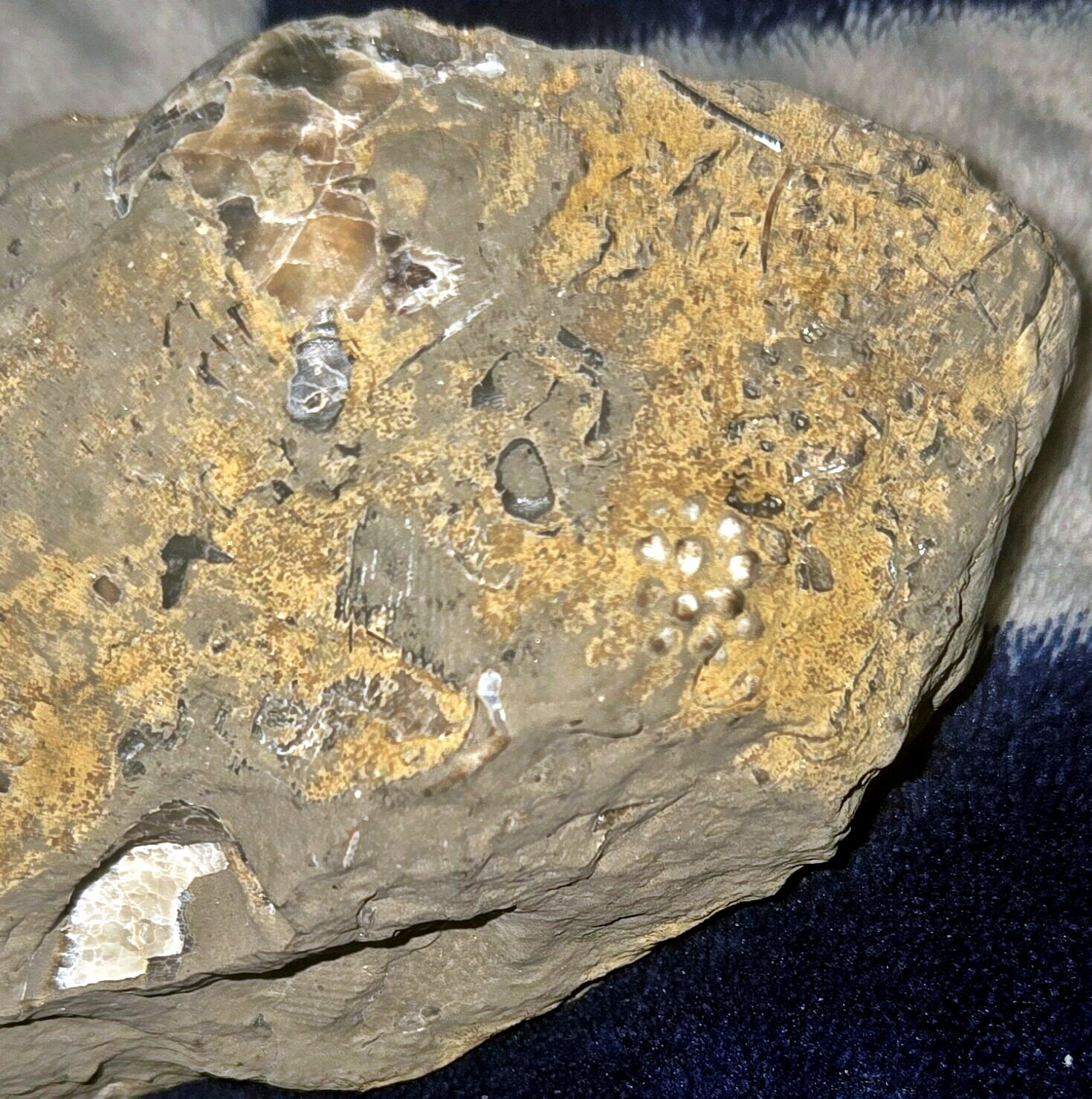 Crinoid crown? - Fossil ID - The Fossil Forum