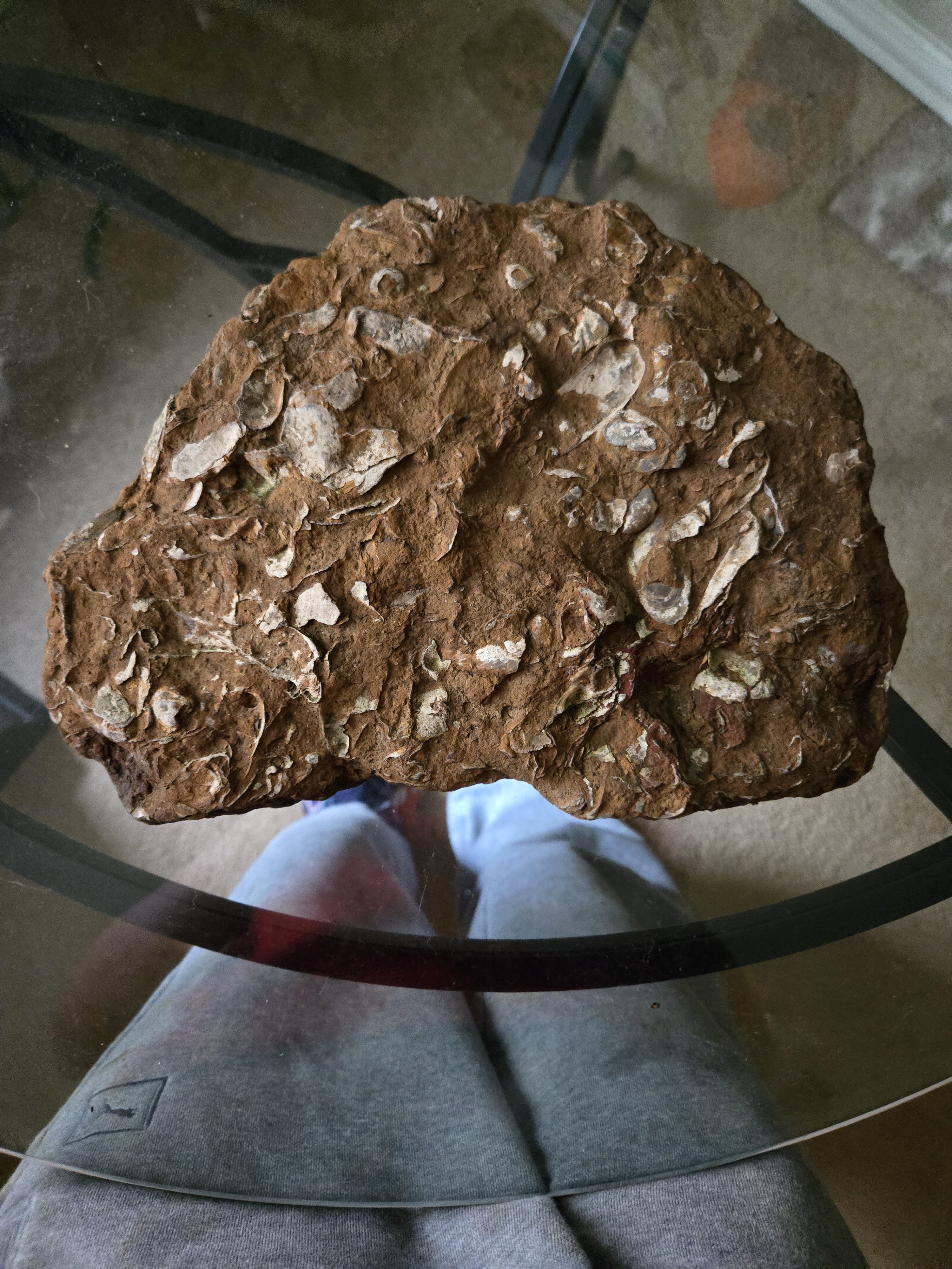 What are these fossils in the rock I found? - Fossil ID - The Fossil Forum