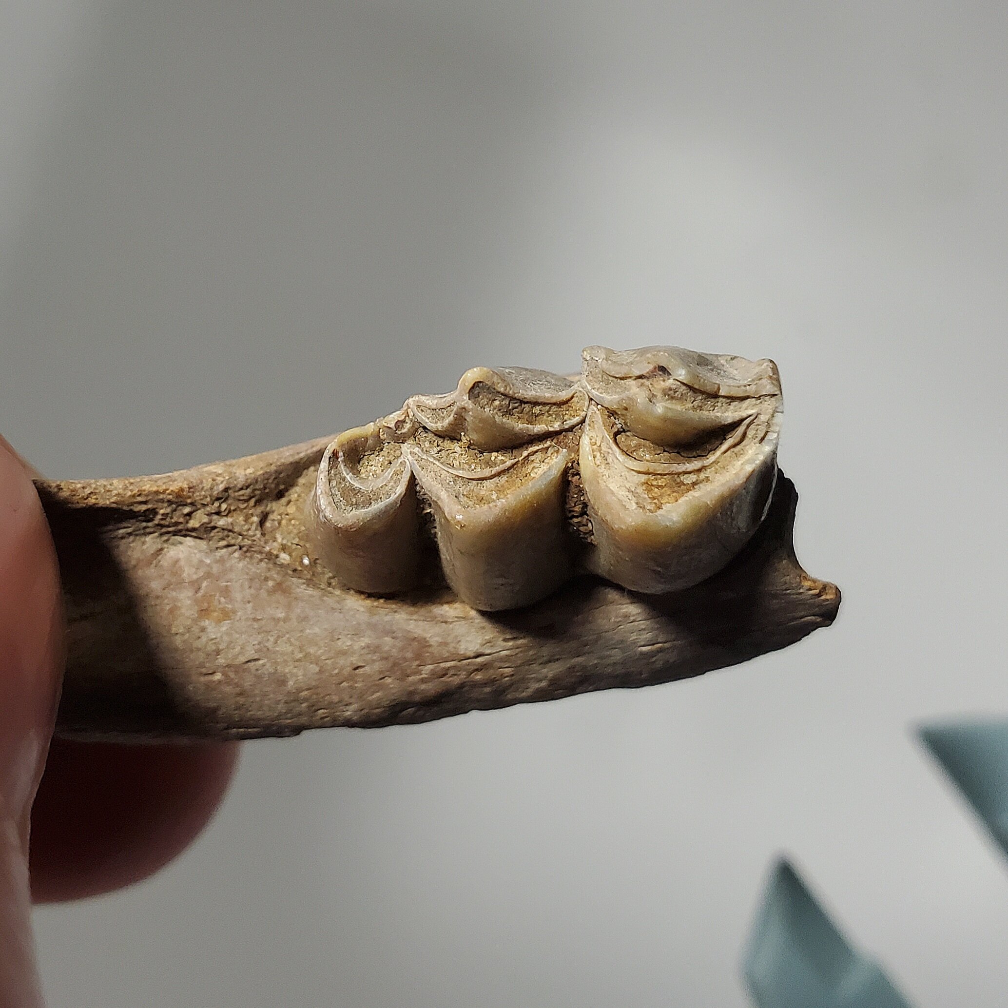 Deer tooth? - Fossil ID - The Fossil Forum