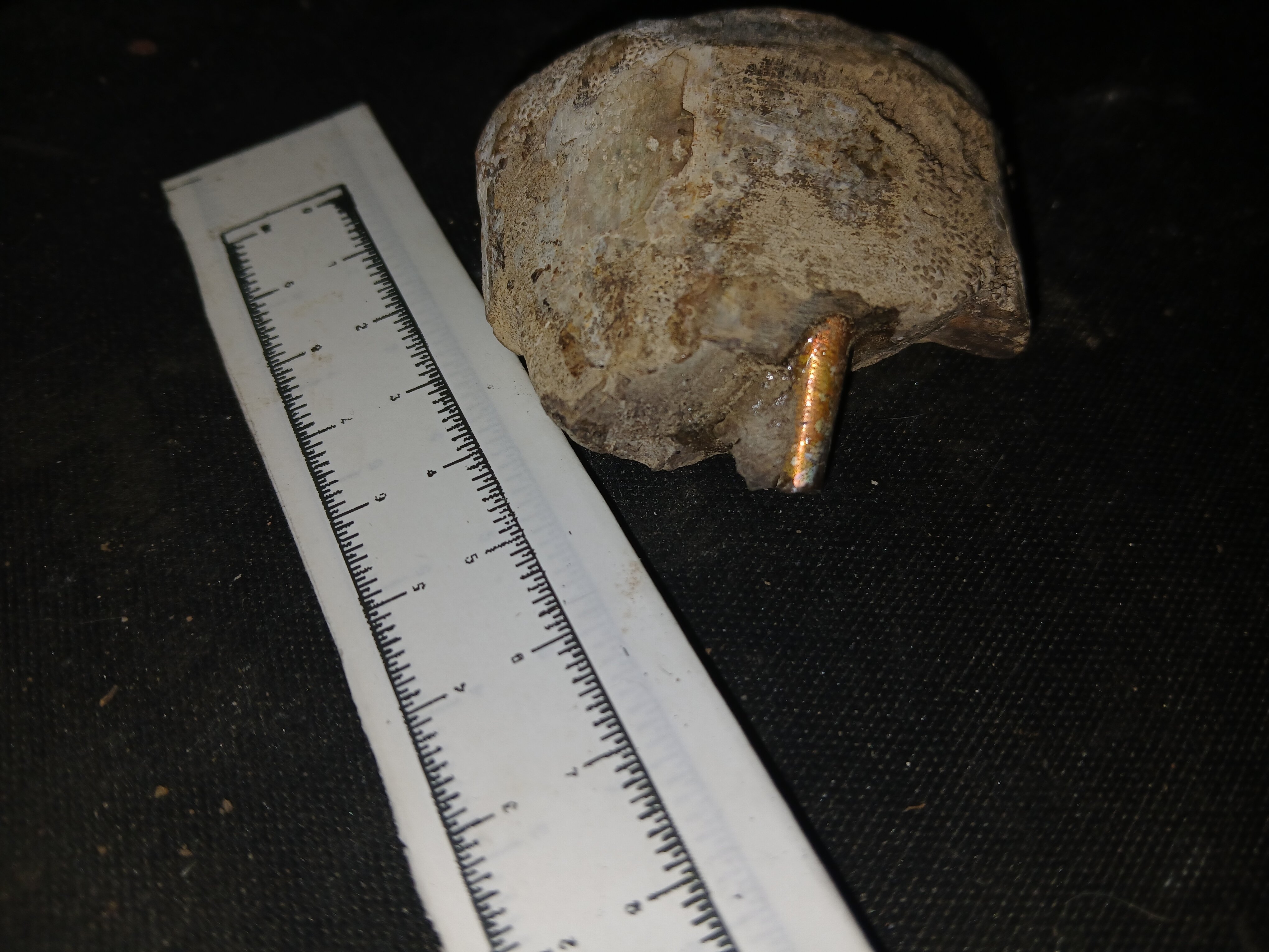 Pierre shale fossils - Fossil ID - The Fossil Forum