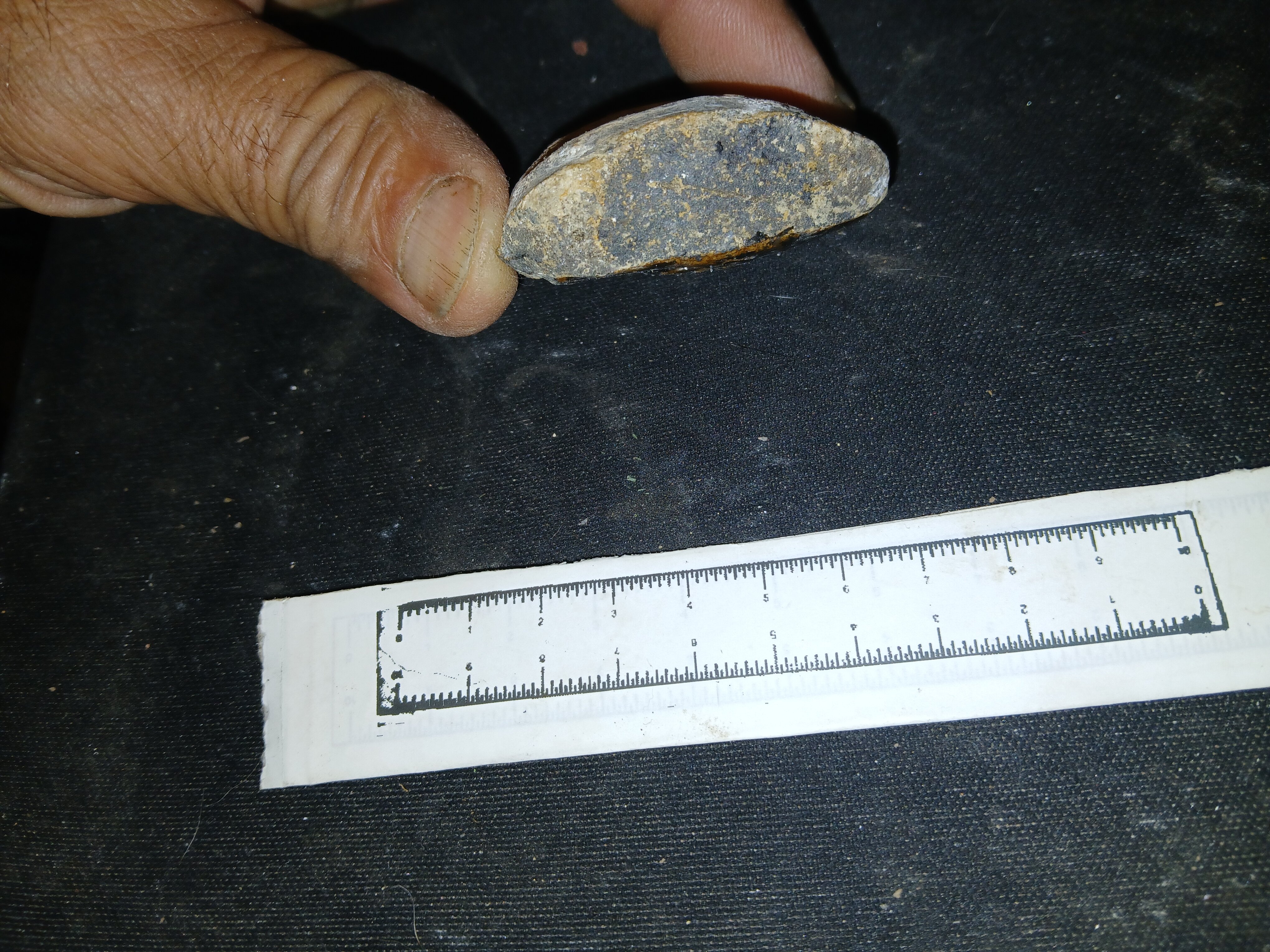 Pierre shale fossils - Fossil ID - The Fossil Forum