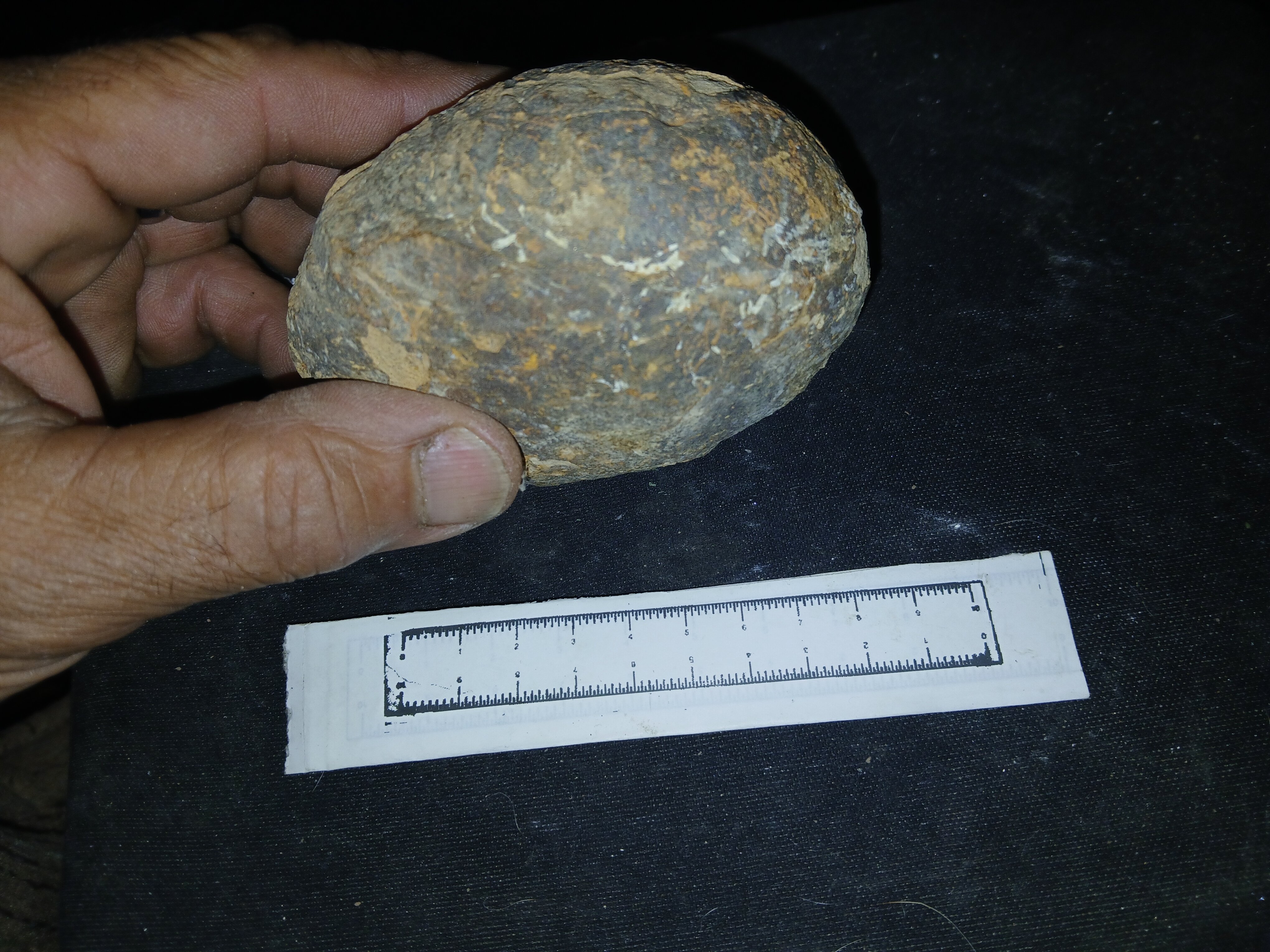 Pierre shale fossils - Fossil ID - The Fossil Forum