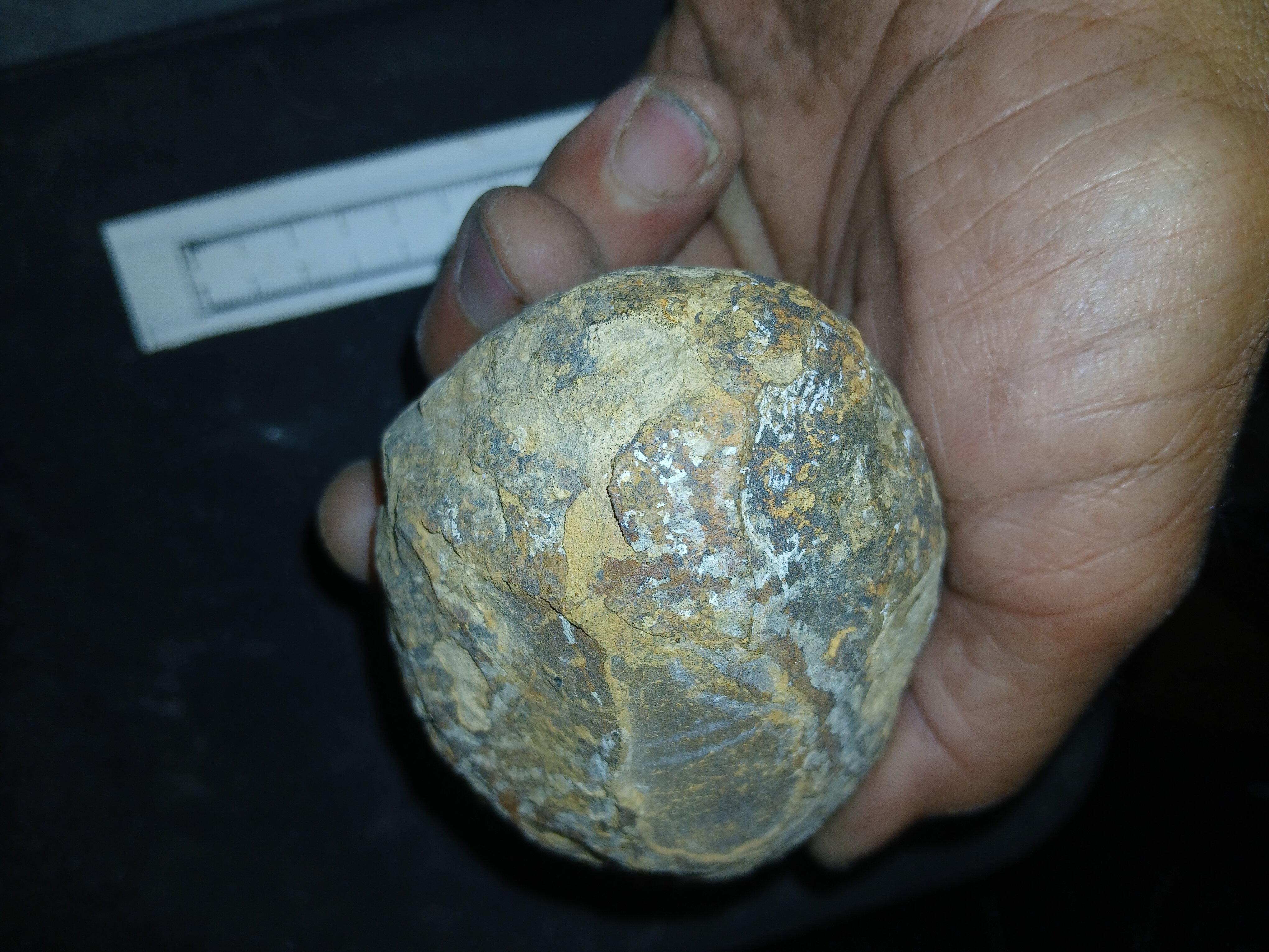 Pierre shale fossils - Fossil ID - The Fossil Forum