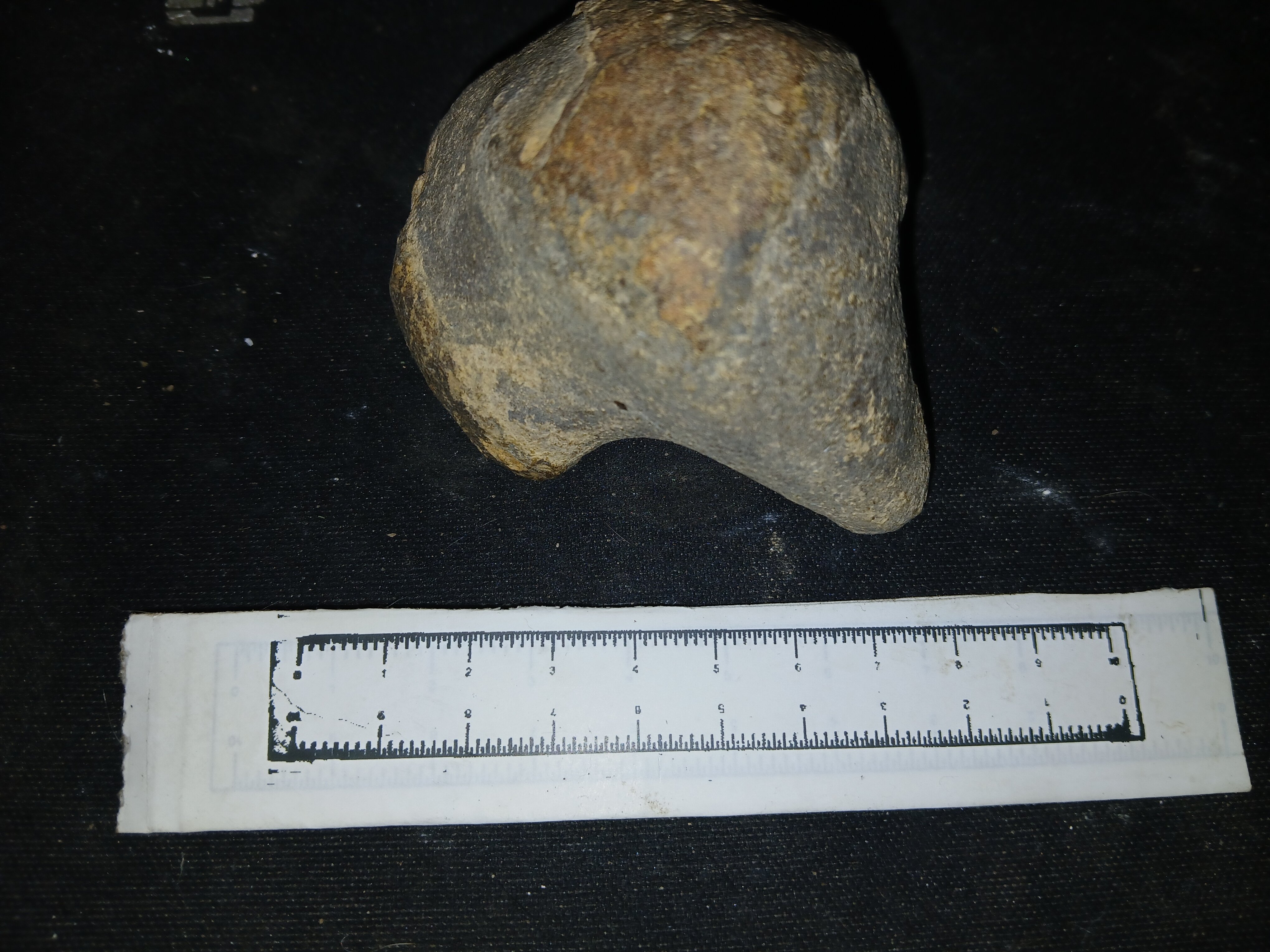 Pierre shale fossils - Fossil ID - The Fossil Forum