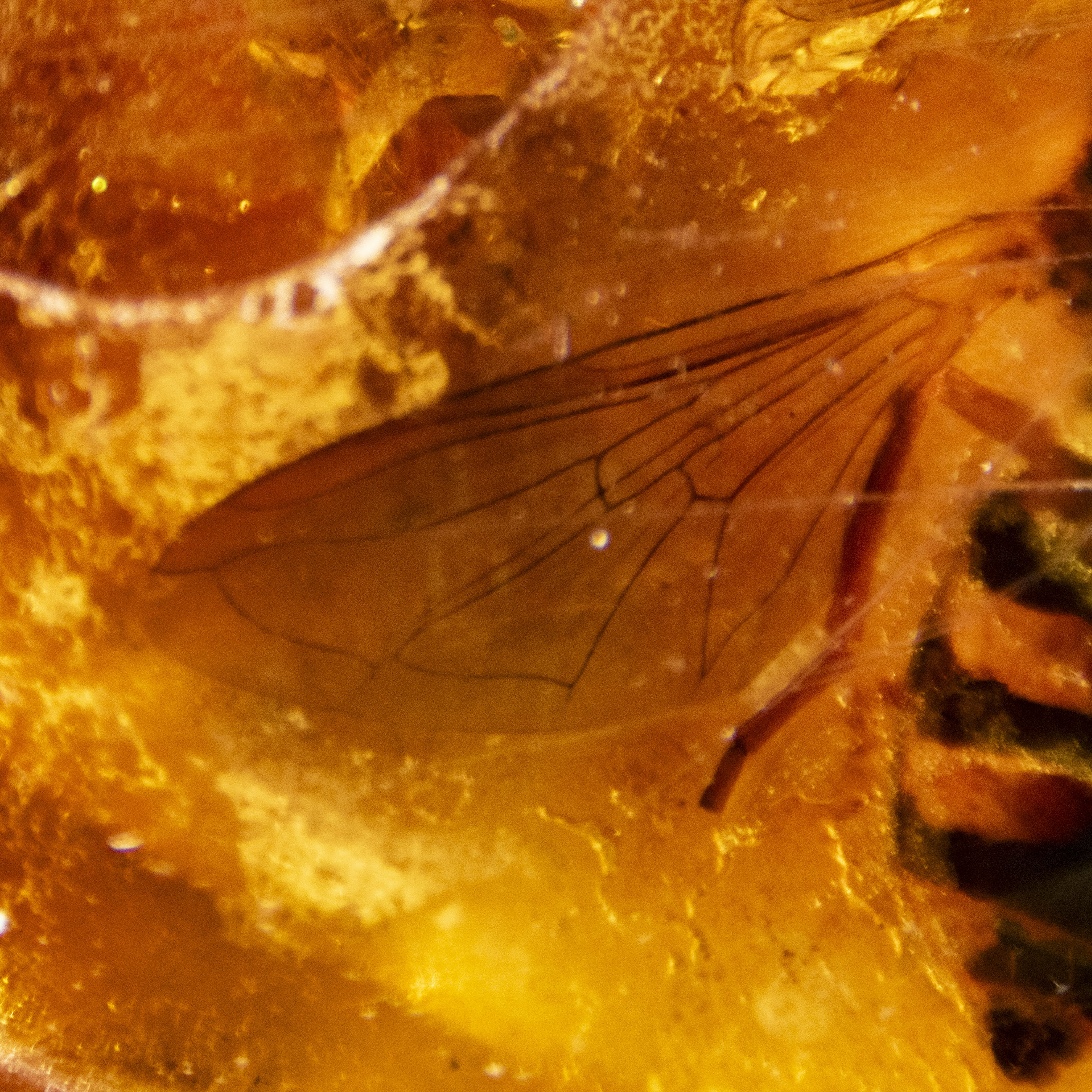 unknown amber fly, baltic coast, Stratiomyomorpha? - Fossil ID - The ...