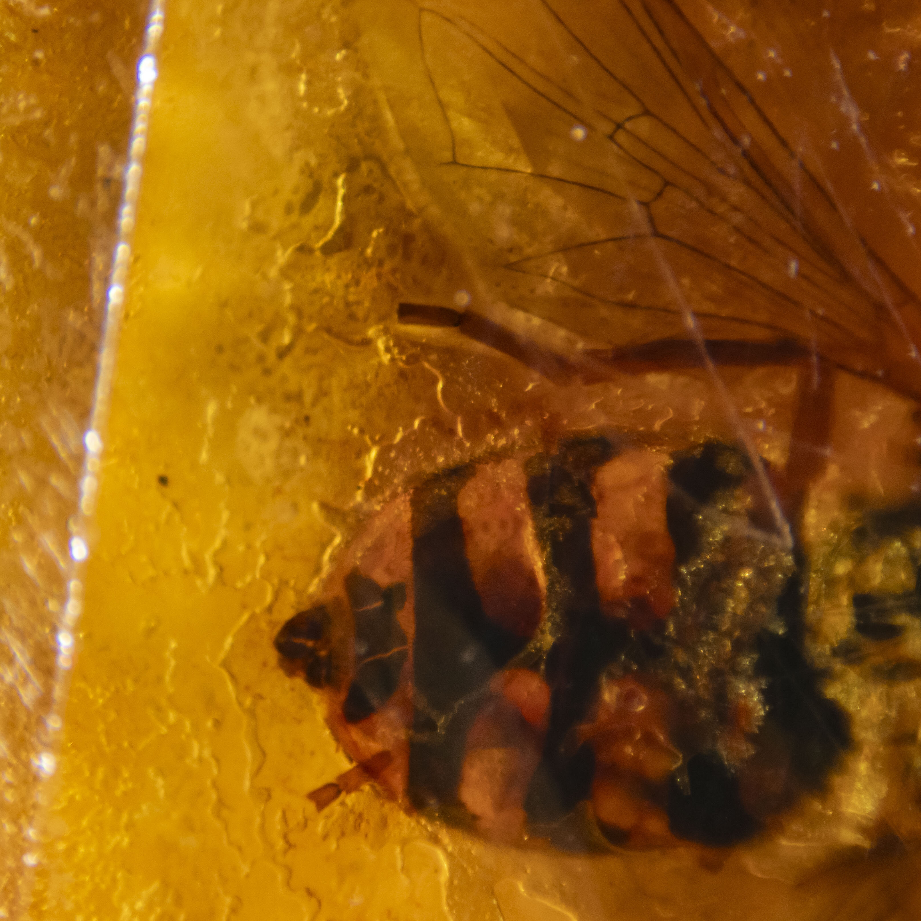 unknown amber fly, baltic coast, Stratiomyomorpha? - Fossil ID - The ...