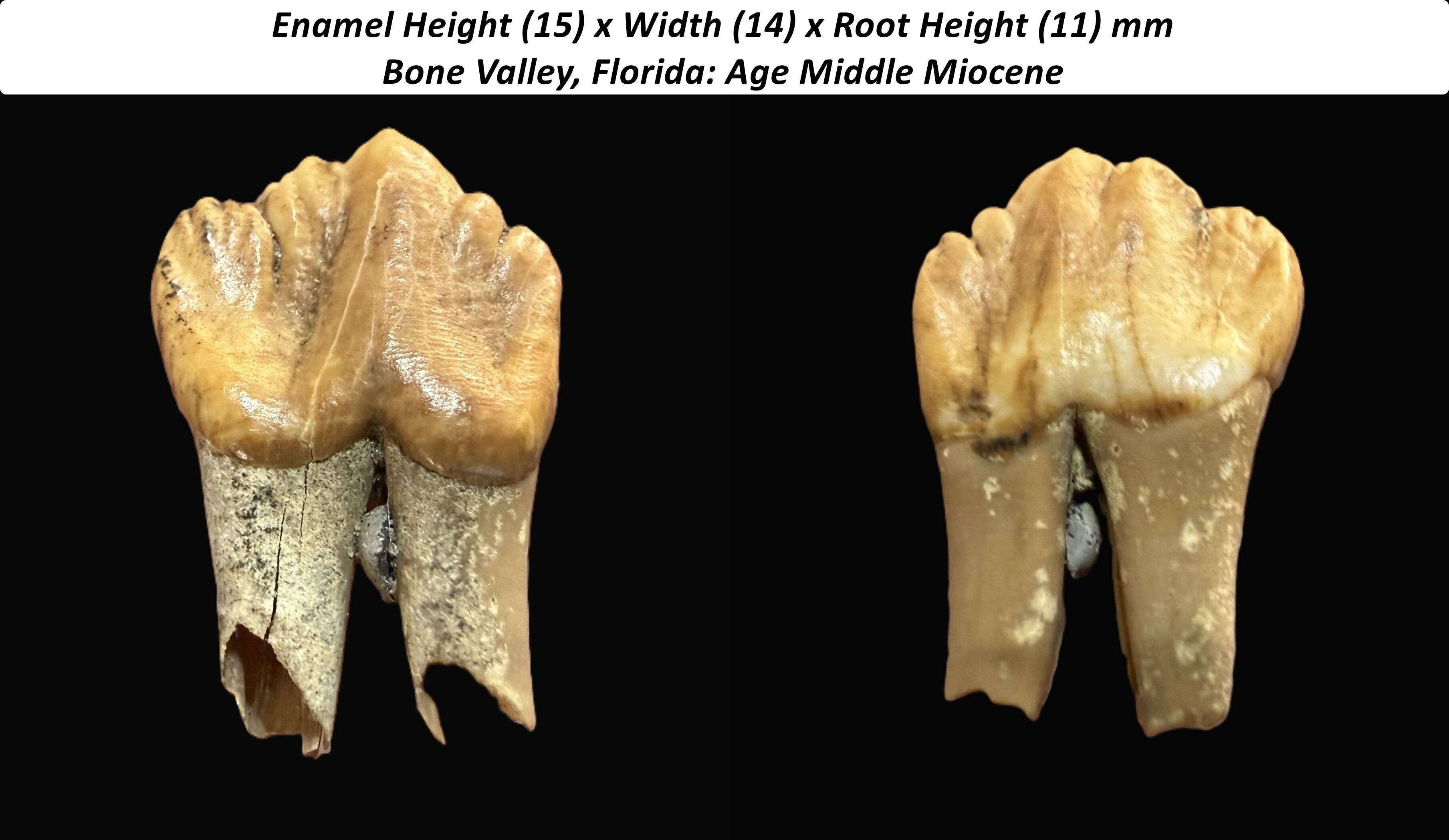 Bone Valley Phosphate Mine - Fossil ID - The Fossil Forum