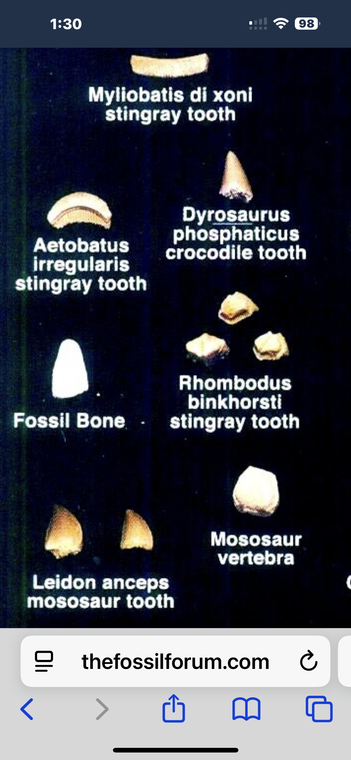Fossil Tooth ID help - sharks tooth creek - Fossil ID - The Fossil Forum