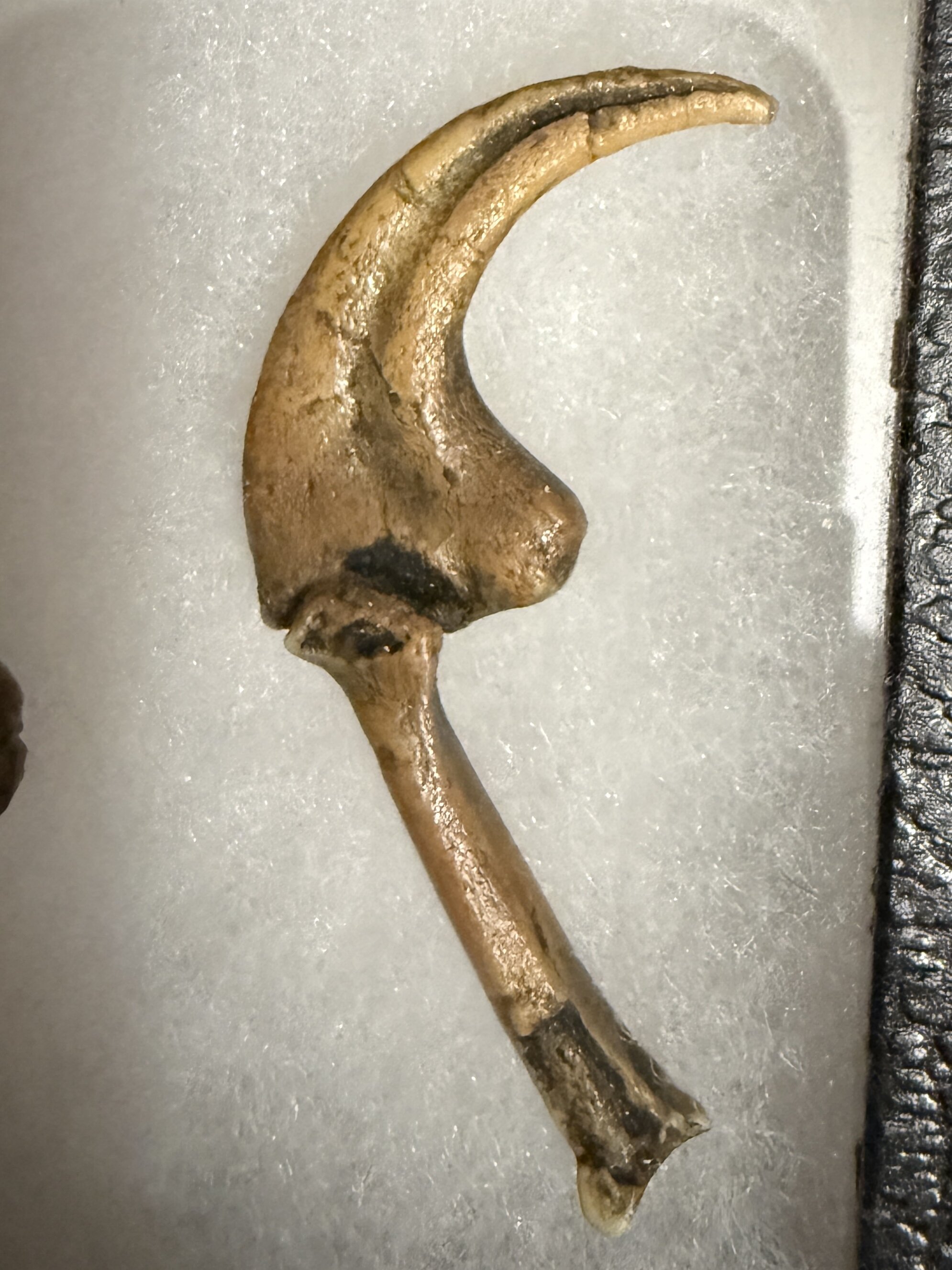Is this dino claw real, fake or both? - Is It Real? How to Recognize ...
