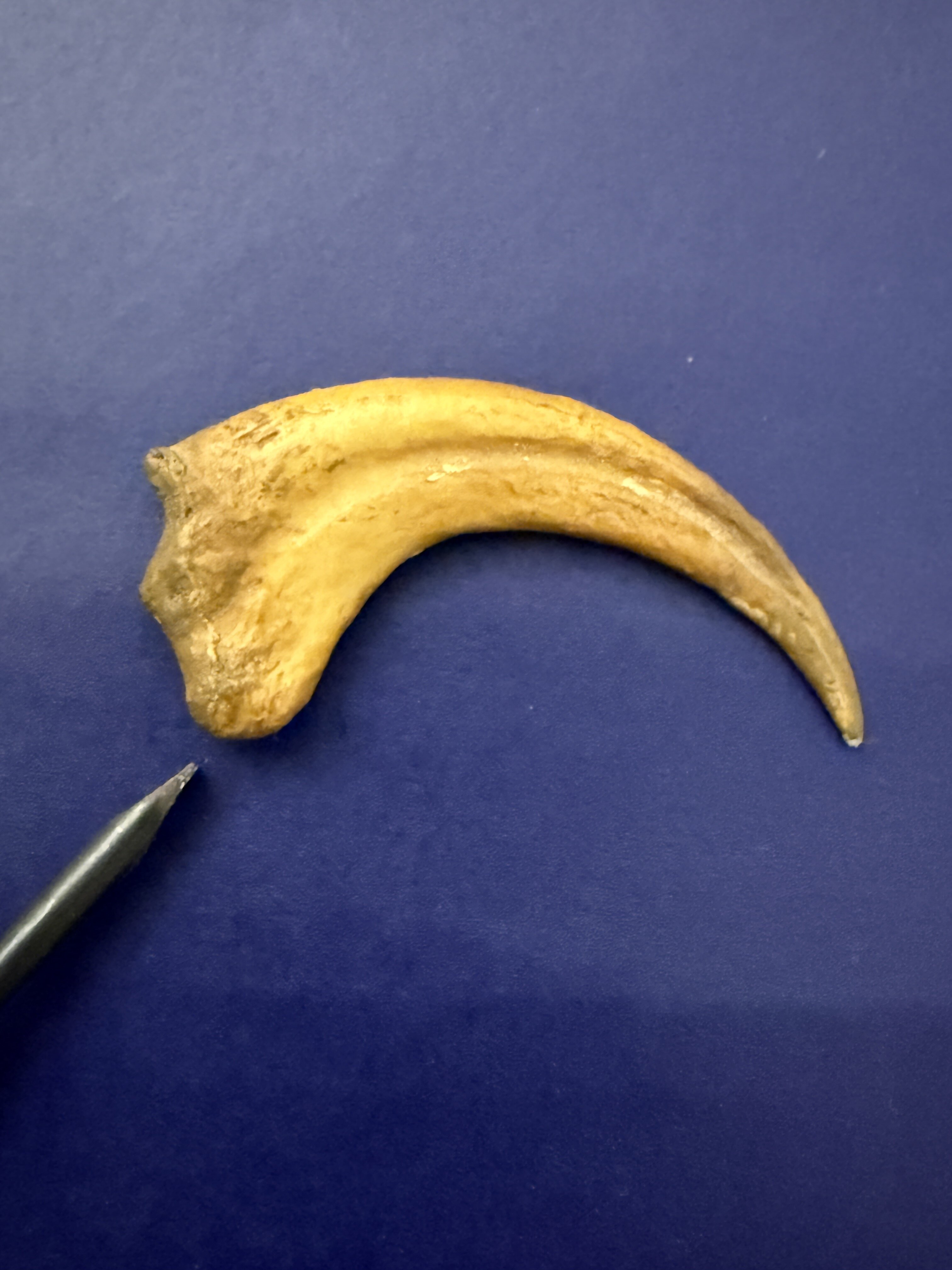 Is this dino claw real, fake or both? - Is It Real? How to Recognize ...