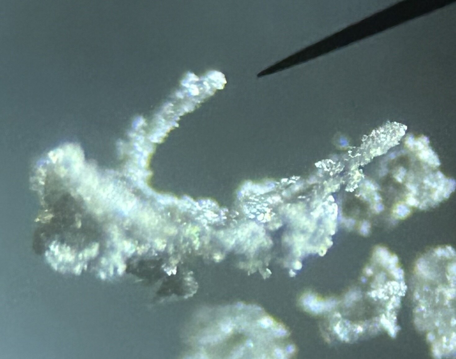 Cambrian microfossils Arkansas - Page 3 - Micro-paleontology - The ...