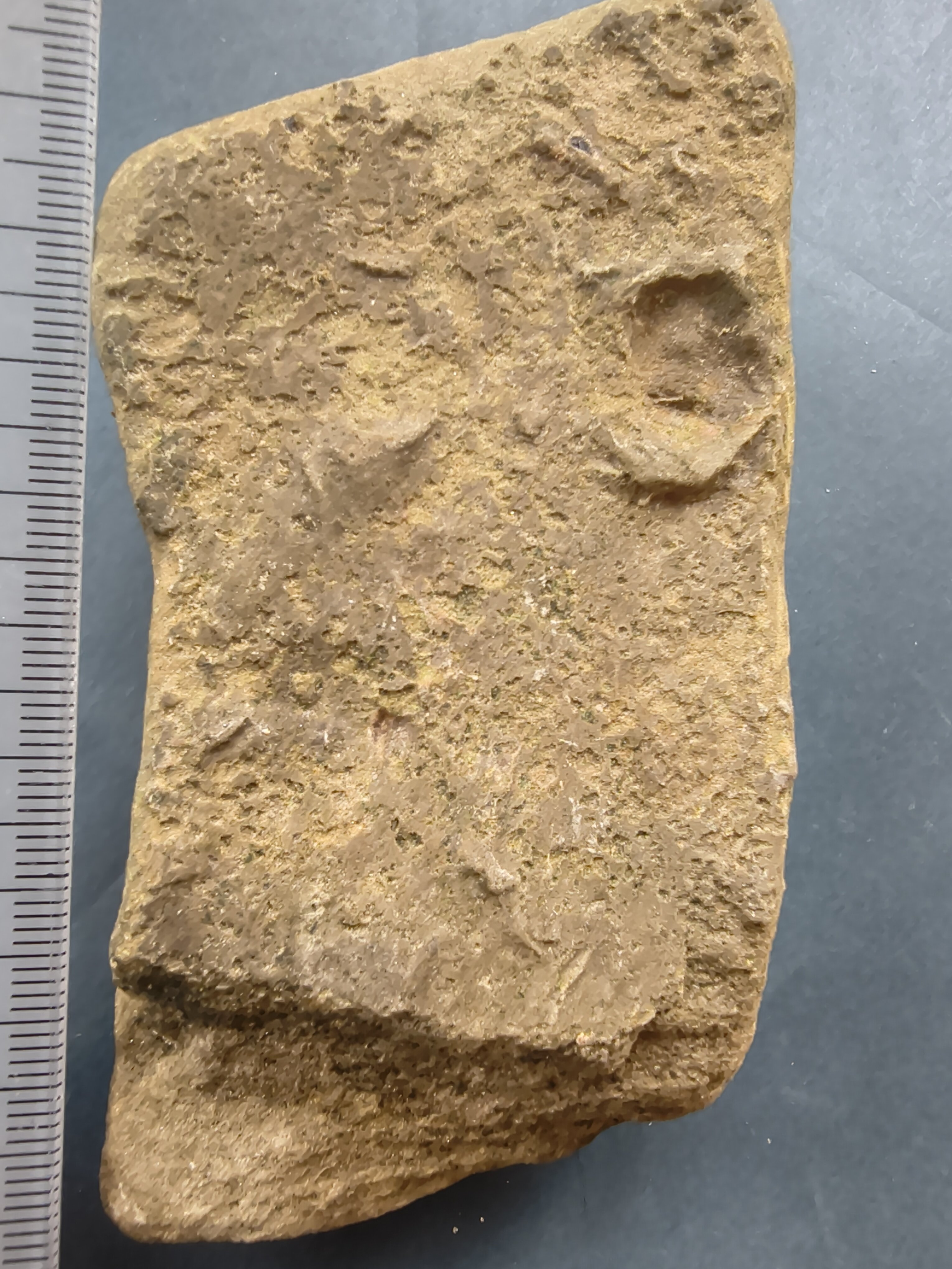 Are Any Obviously Identifiable-Ichnofossils - Fossil ID - The Fossil Forum