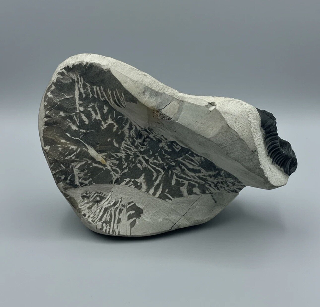 Authenticity of 3D trilobite mortality plates - Is It Real? How to ...