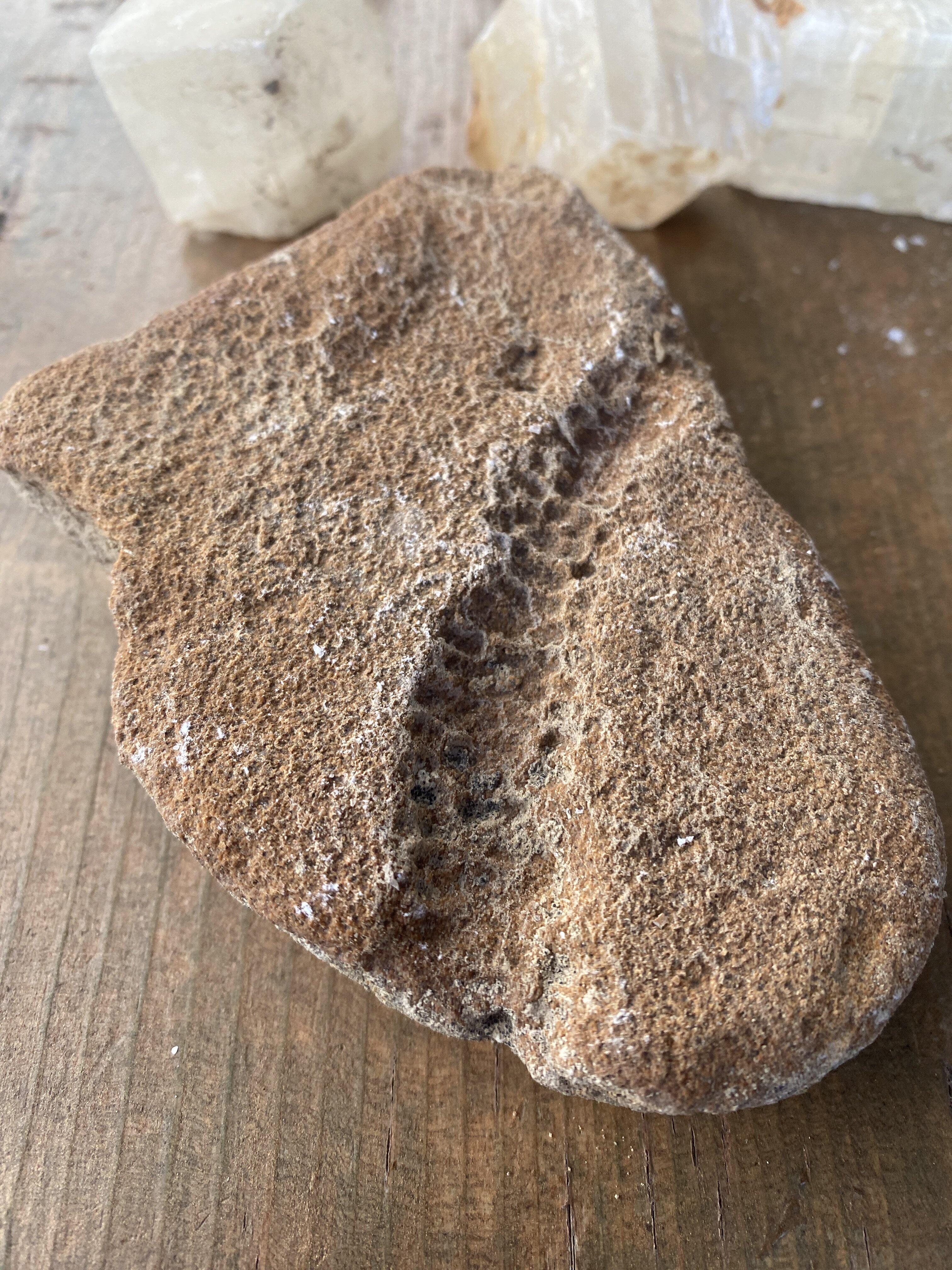 Animal or tree bark?? - Fossil ID - The Fossil Forum