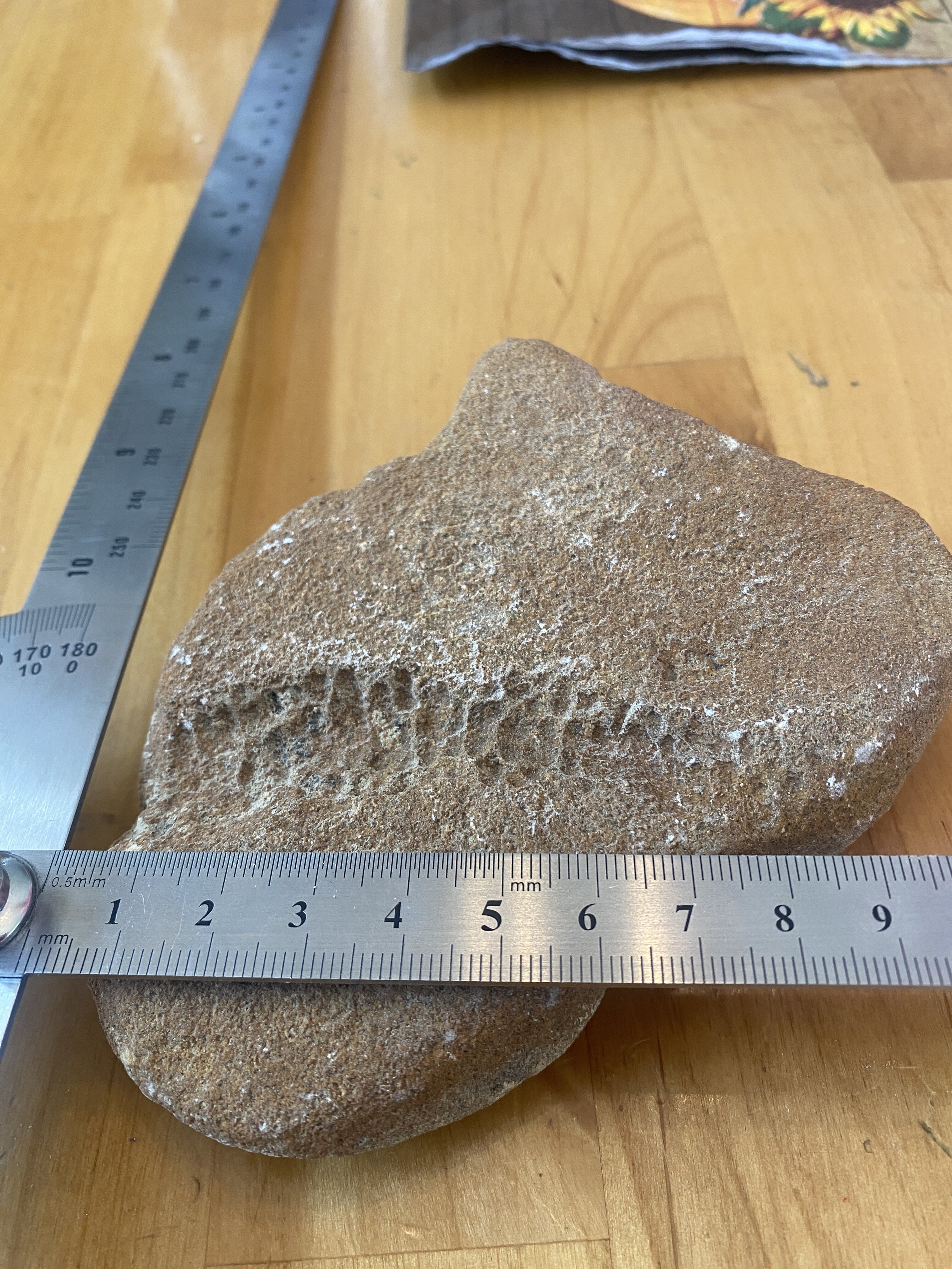 Animal or tree bark?? - Fossil ID - The Fossil Forum