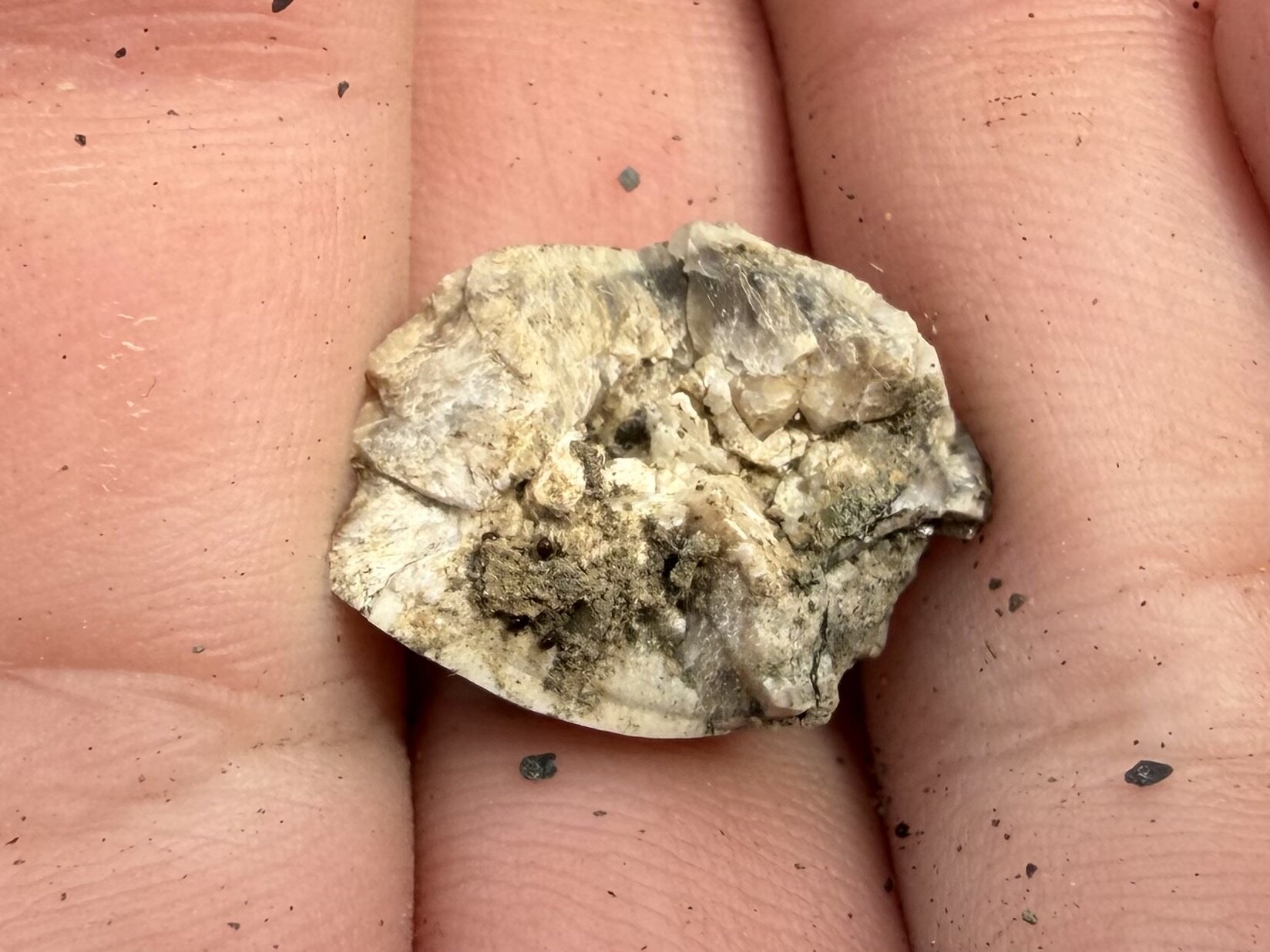 Mississipian Invertebrate Hunting - Fossil Hunting Trips - The Fossil Forum