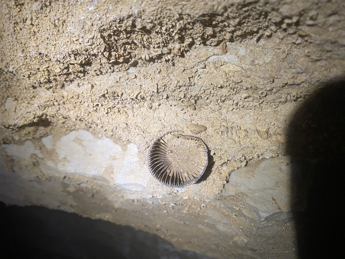 Circular Gilled Fossil? - Fossil ID - The Fossil Forum