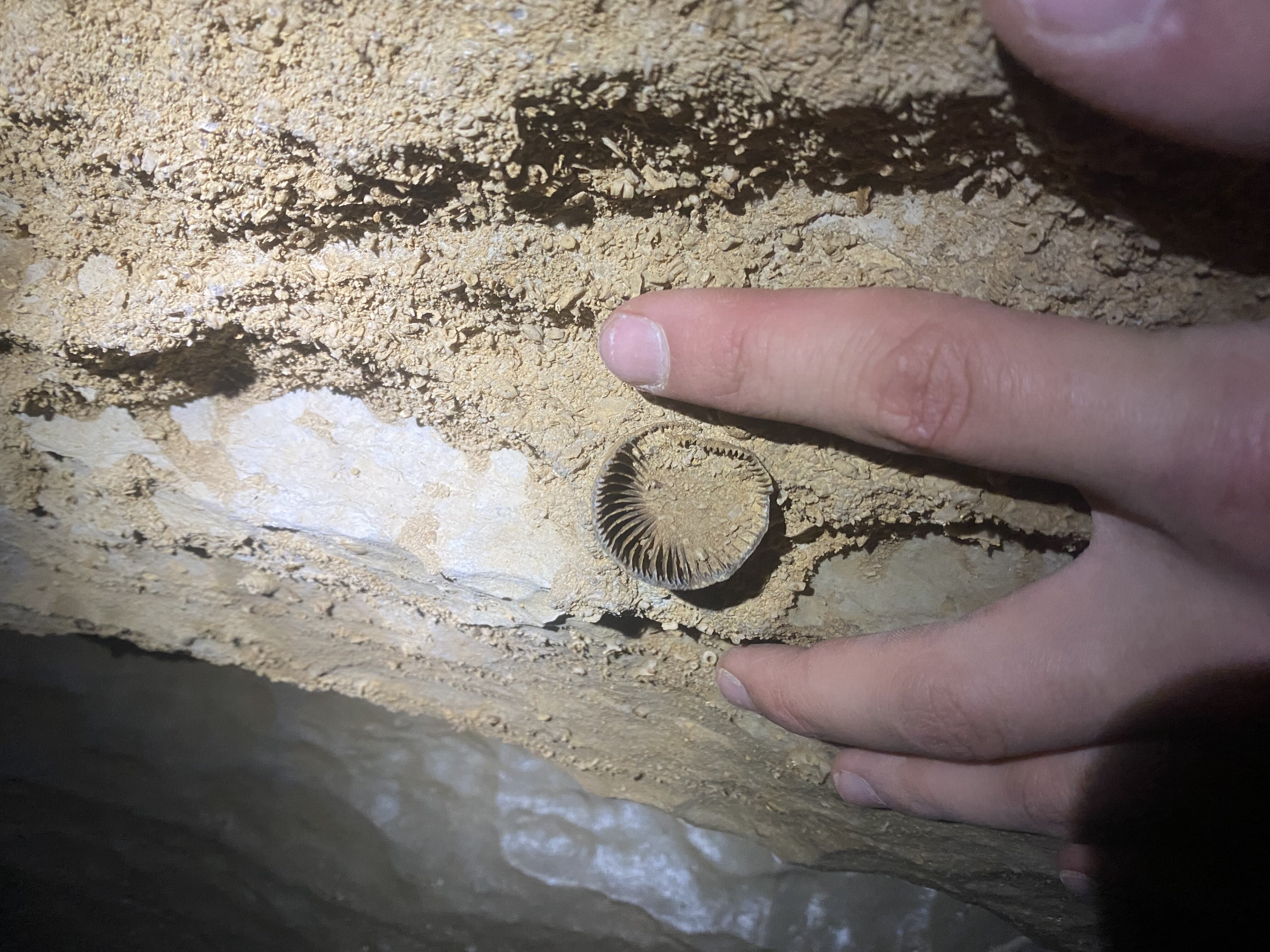Circular Gilled Fossil? - Fossil ID - The Fossil Forum
