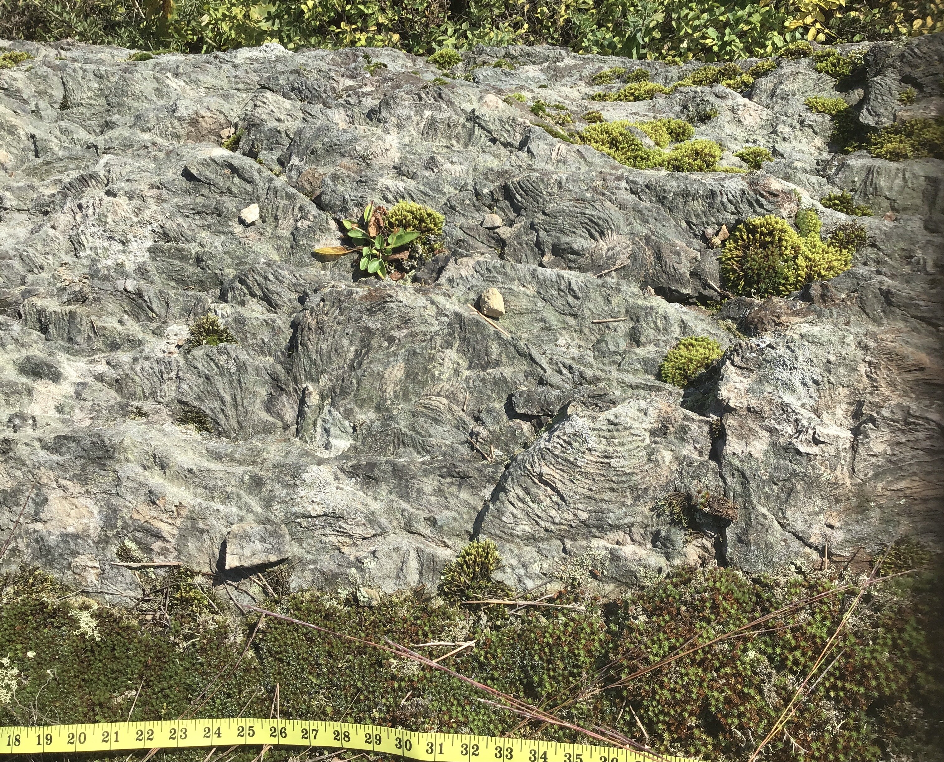 Permineralization of Taconic Orogeny fossils? - Fossil ID - The Fossil ...