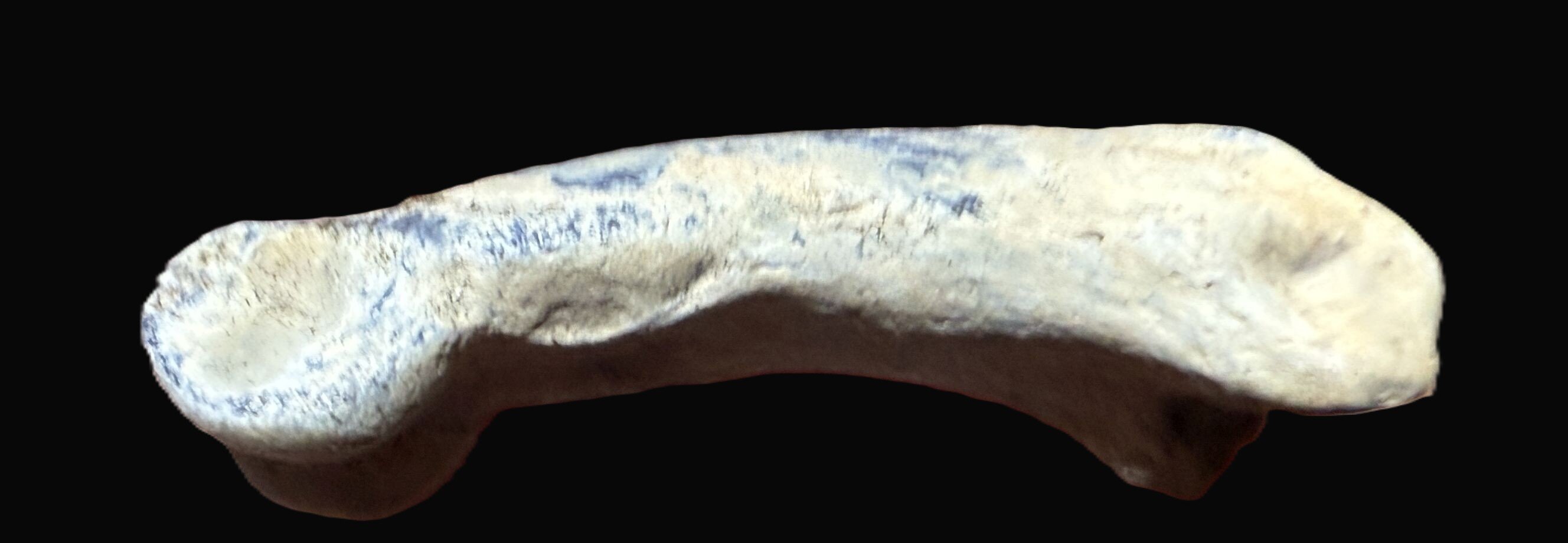 Bone Valley Phosphate Mine - Fossil ID - The Fossil Forum