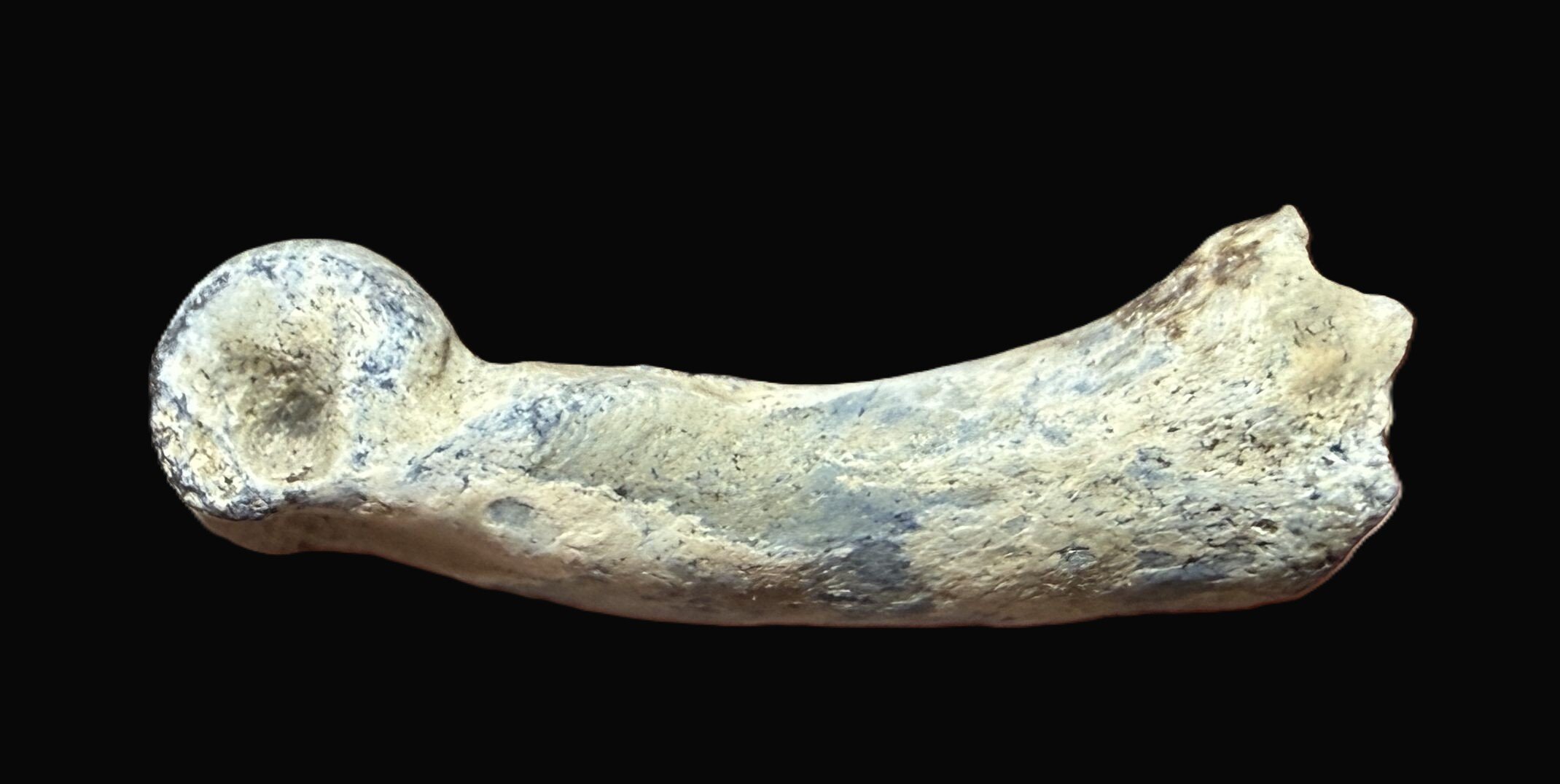 Bone Valley Phosphate Mine - Fossil ID - The Fossil Forum