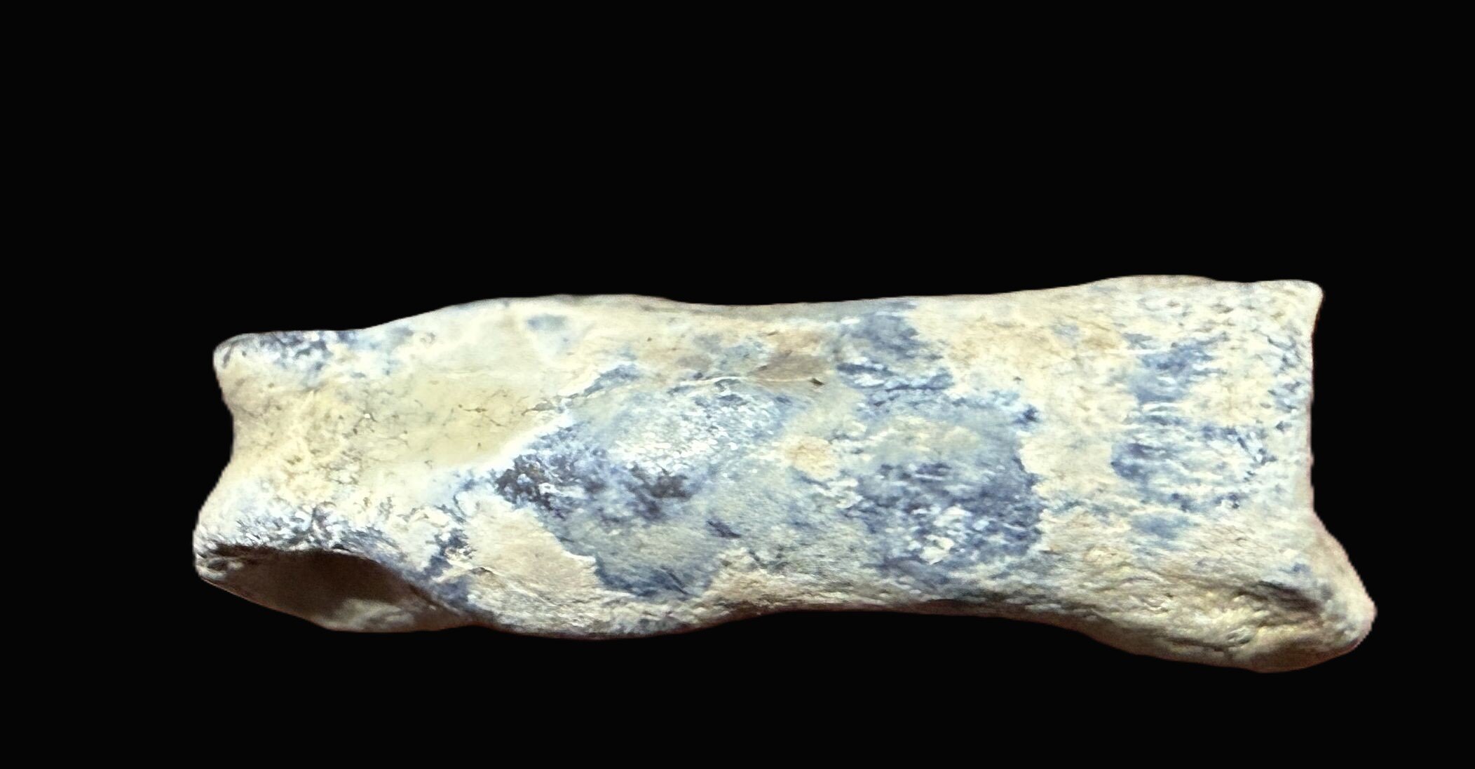 Bone Valley Phosphate Mine - Fossil ID - The Fossil Forum