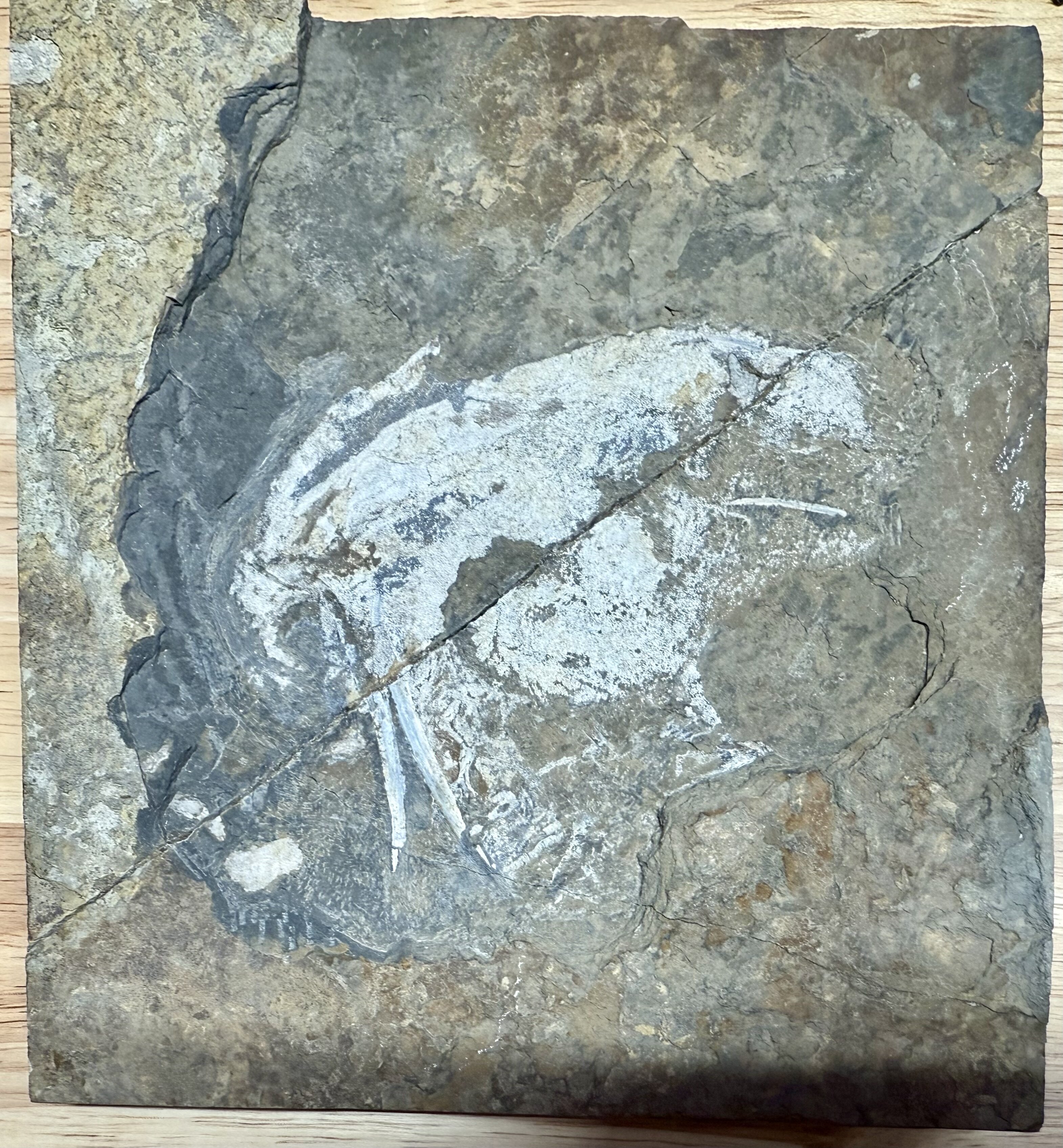 Acanthodes(?) Germany - Fossil ID - The Fossil Forum