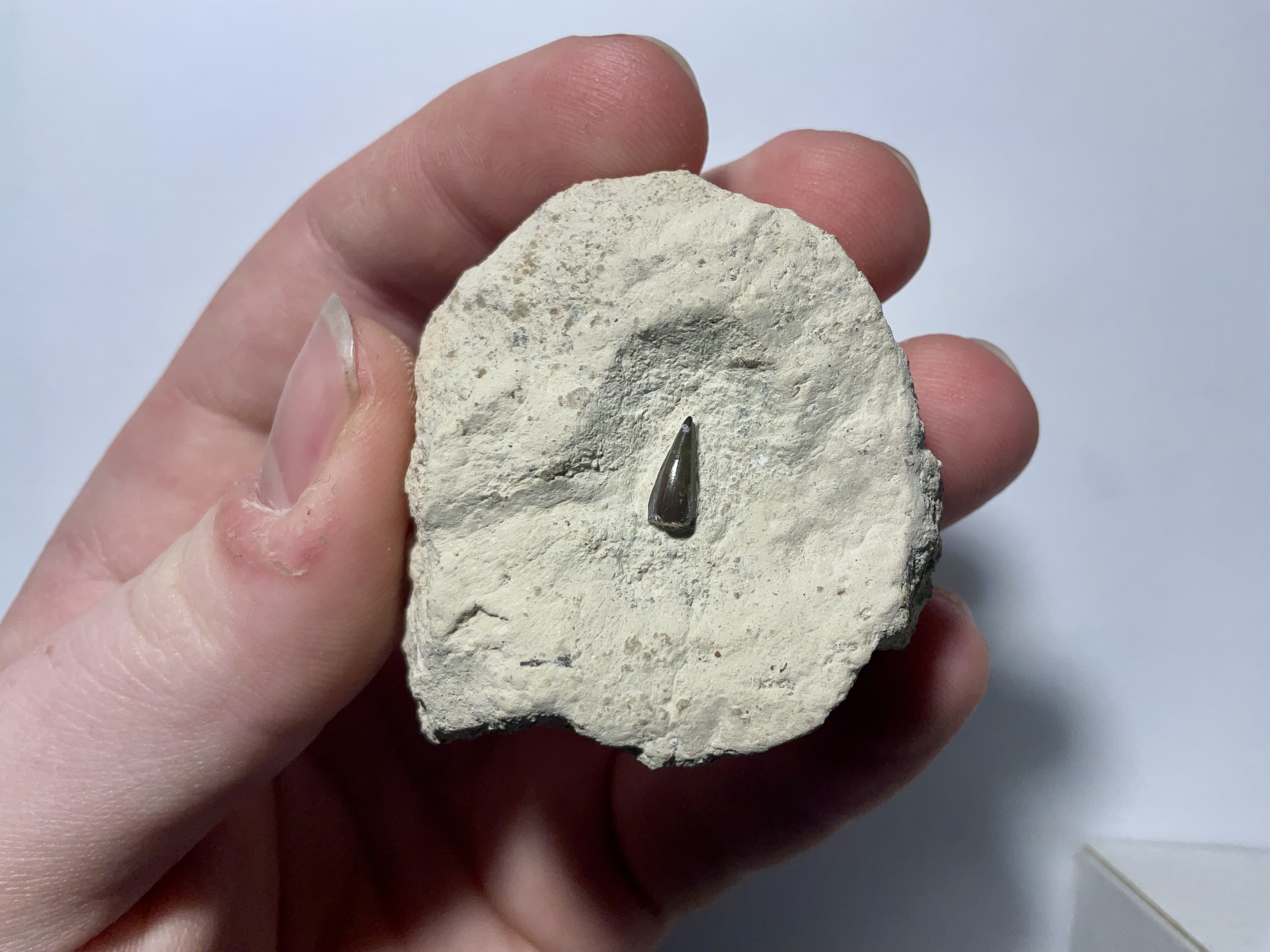 Miocene crocodile tooth - Fossil ID - The Fossil Forum