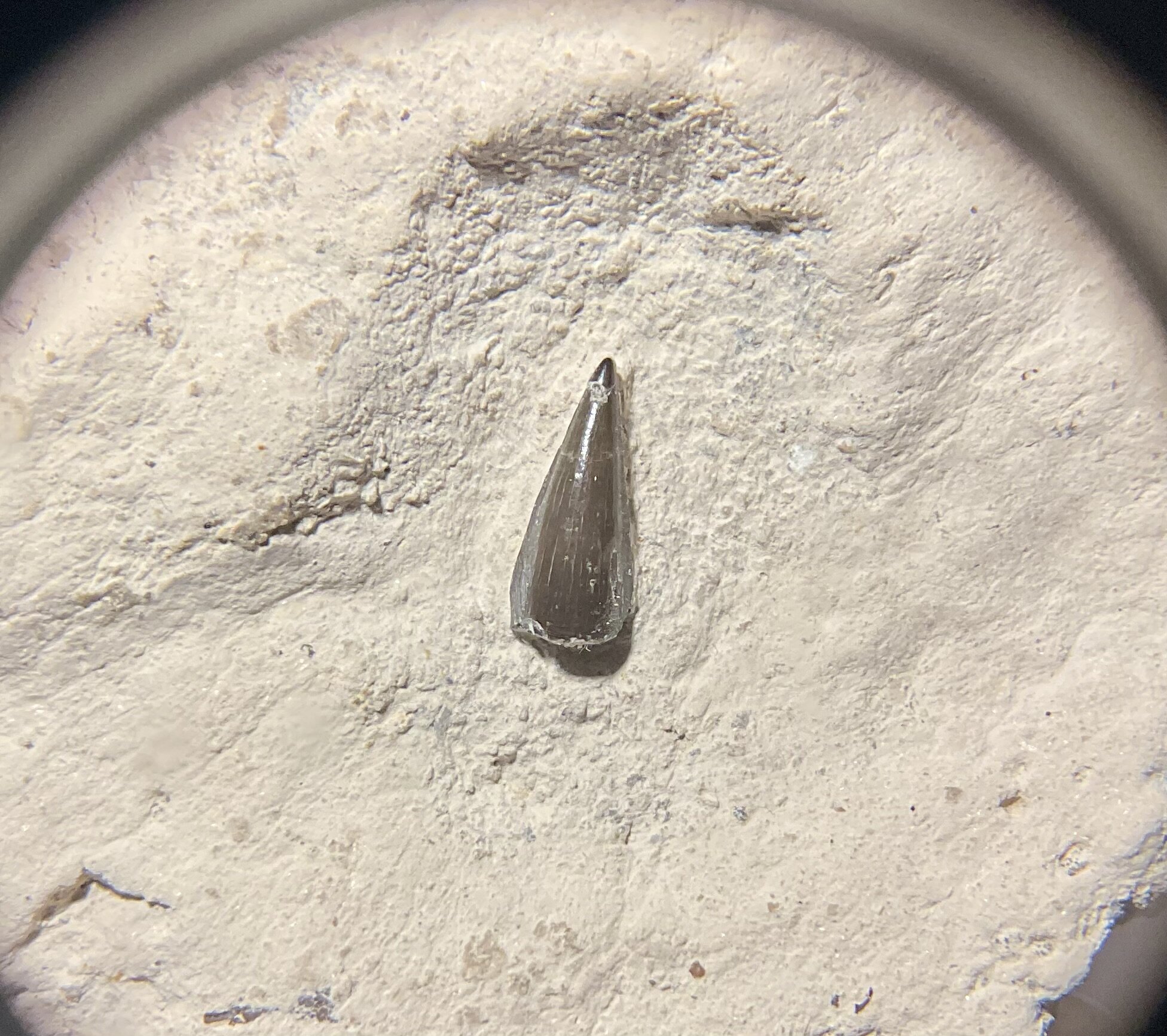 Miocene crocodile tooth - Fossil ID - The Fossil Forum
