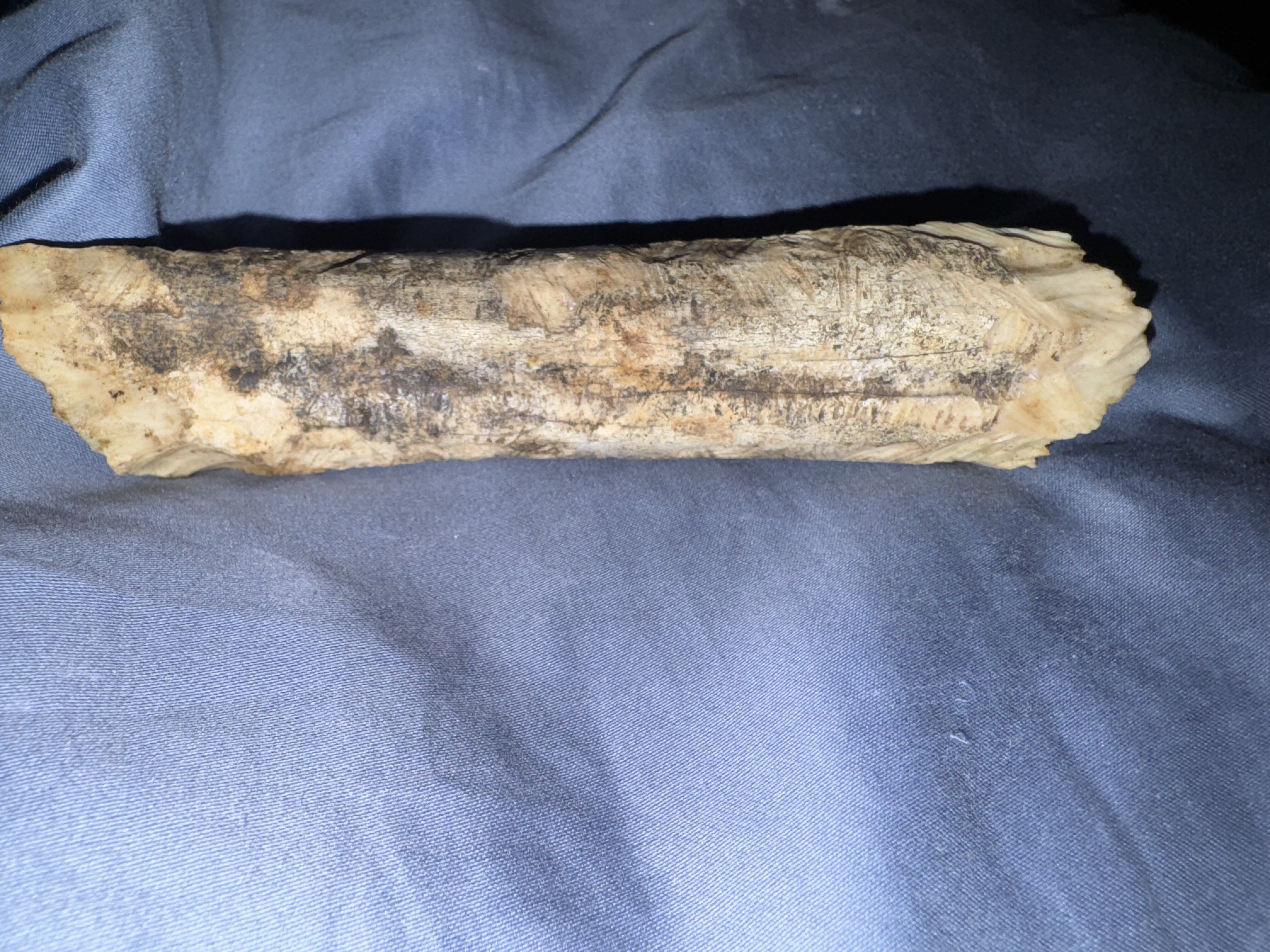 Bone type & tool? - Fossil ID - The Fossil Forum