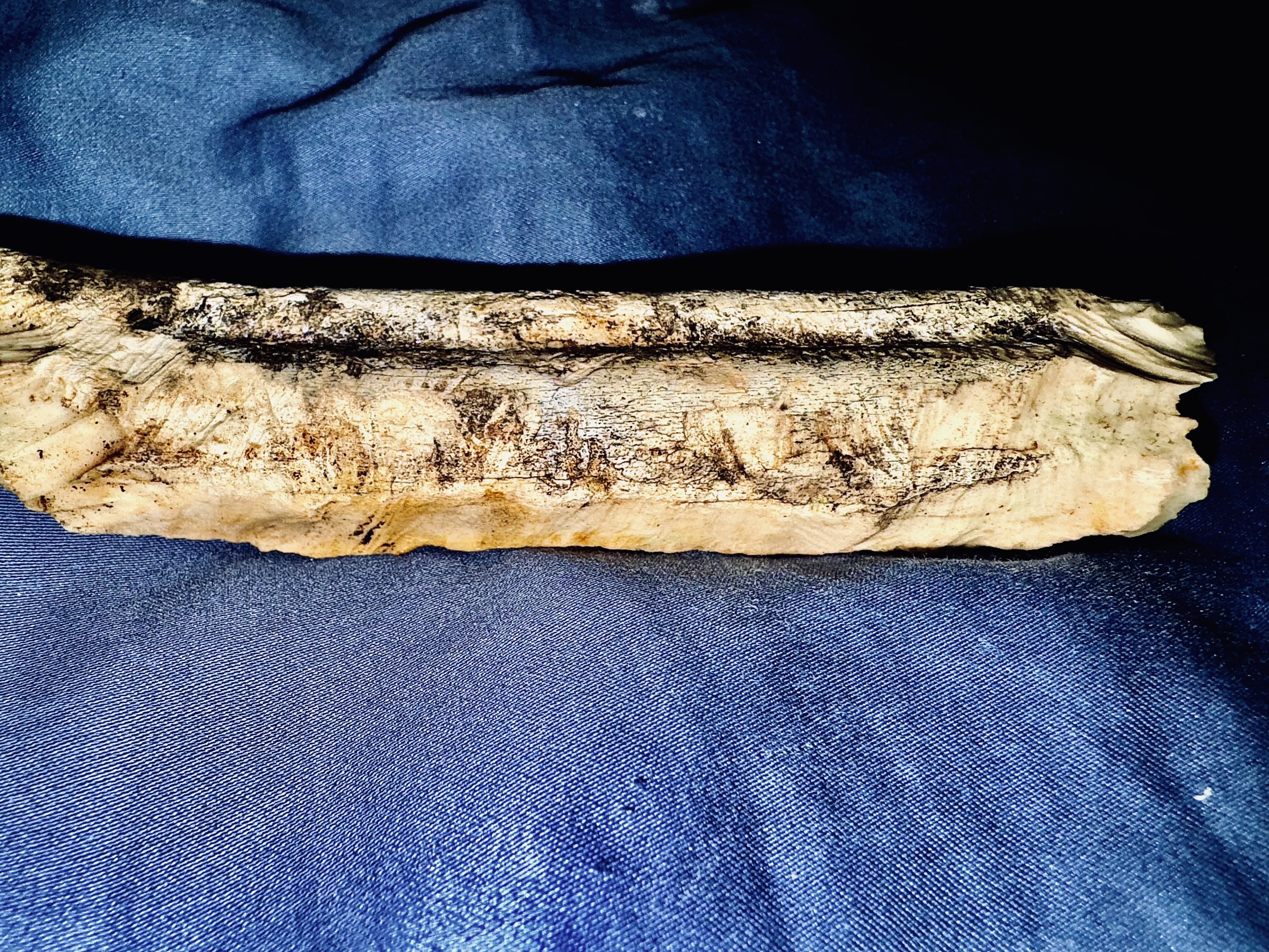 Bone type & tool? - Fossil ID - The Fossil Forum
