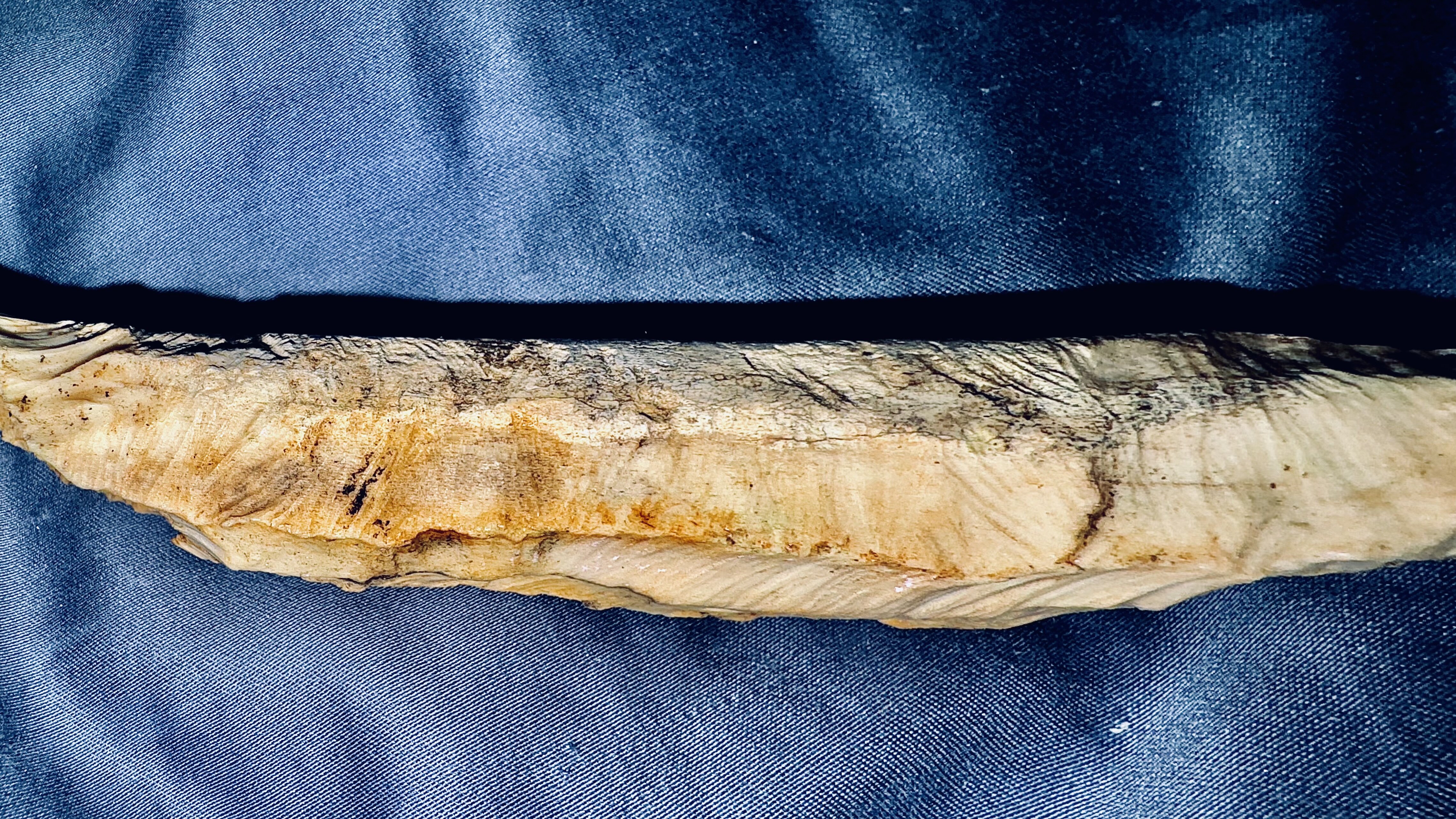 Bone type & tool? - Fossil ID - The Fossil Forum