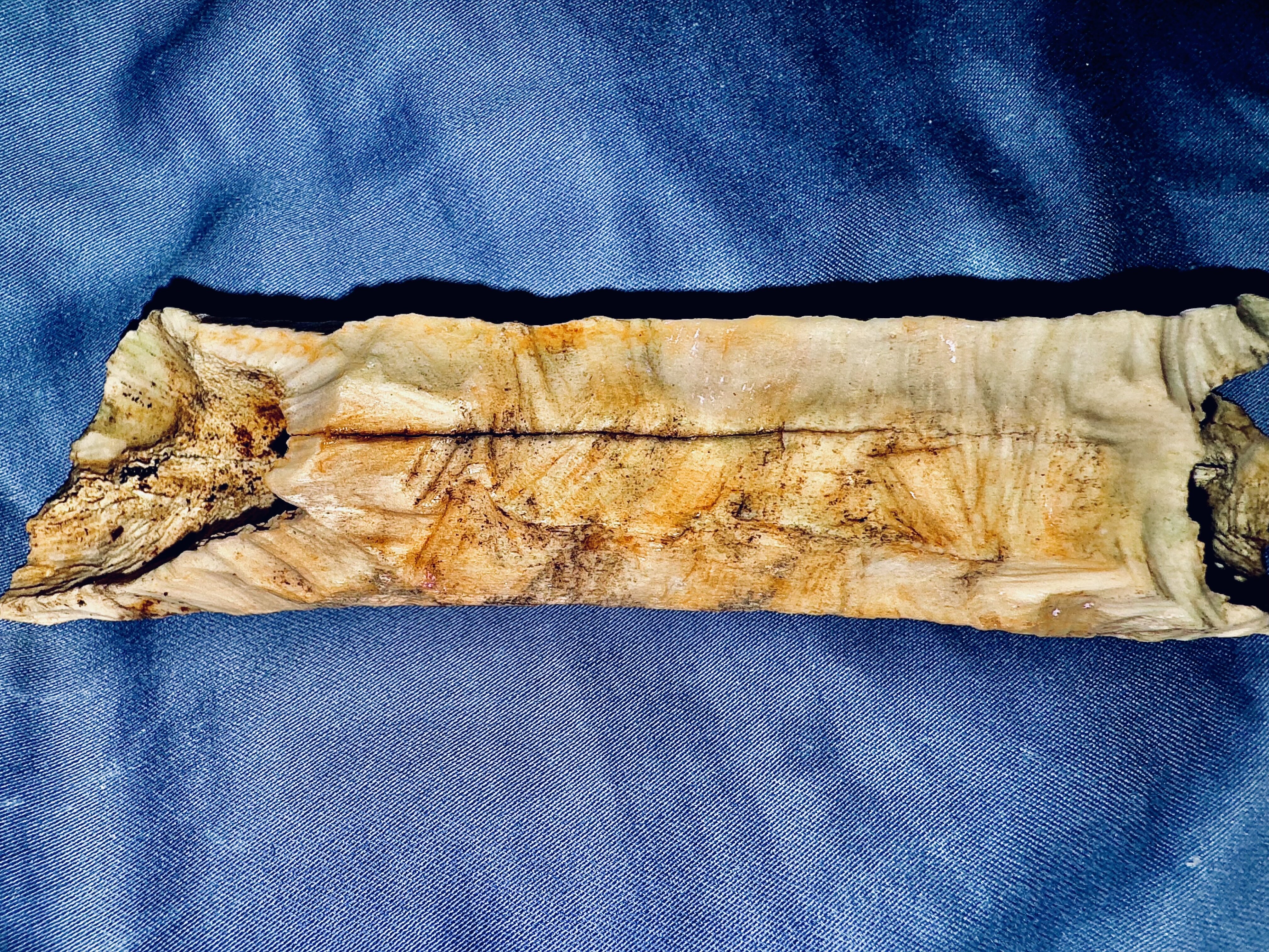 Bone type & tool? - Fossil ID - The Fossil Forum