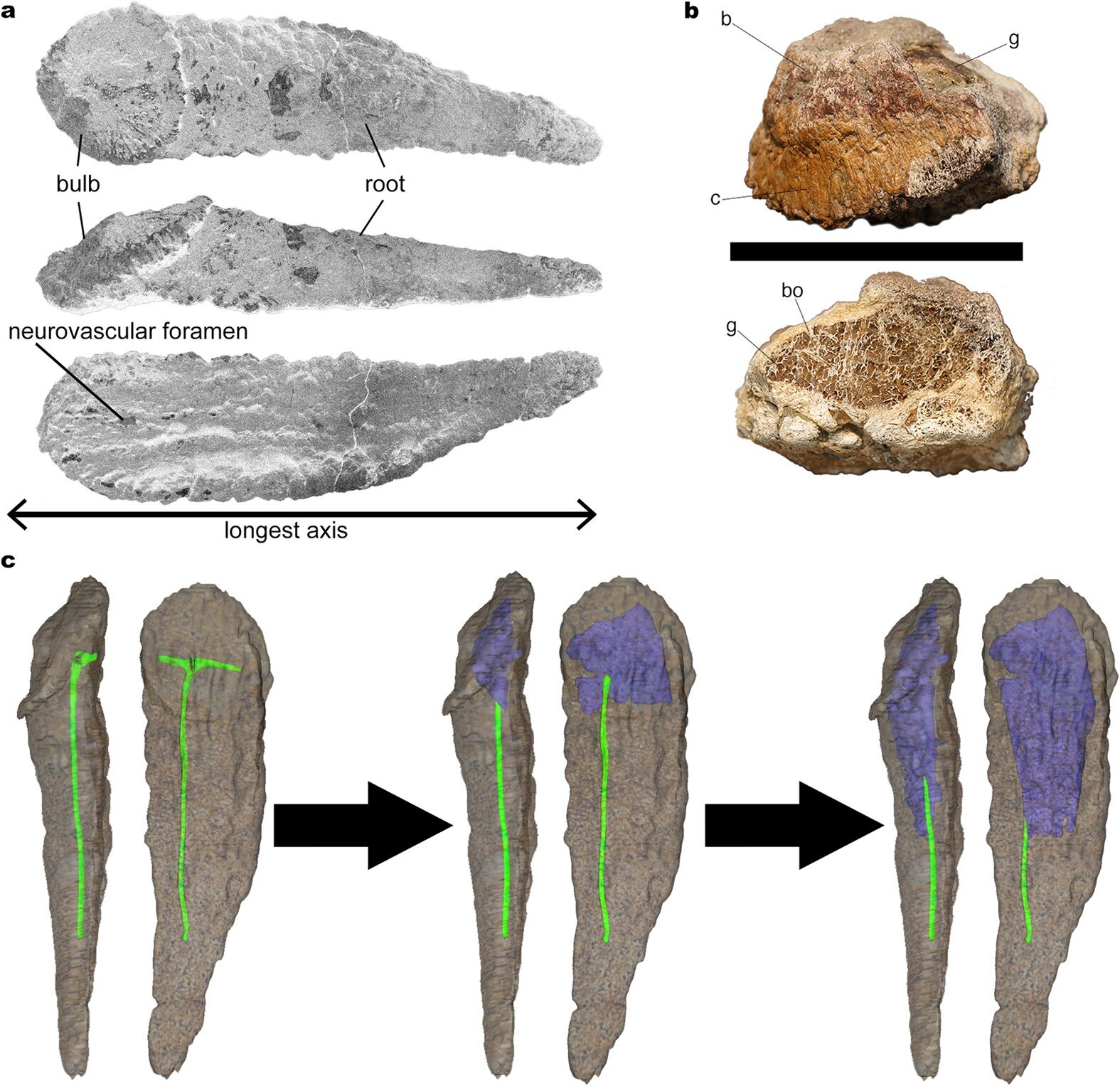 Disk shaped fossil from the Kem Kem - Fossil ID - The Fossil Forum