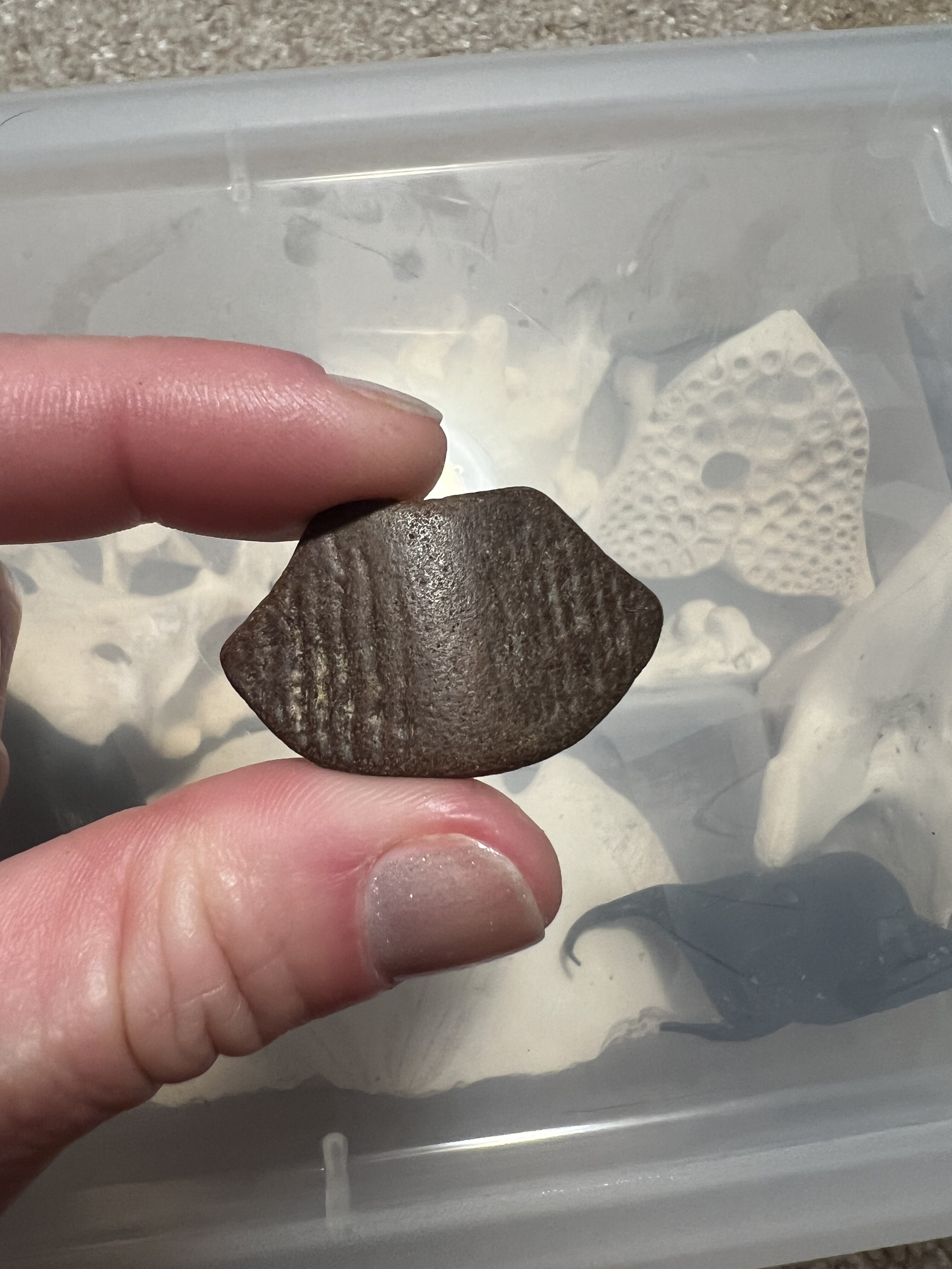 Turtle shell fossil? - Fossil ID - The Fossil Forum
