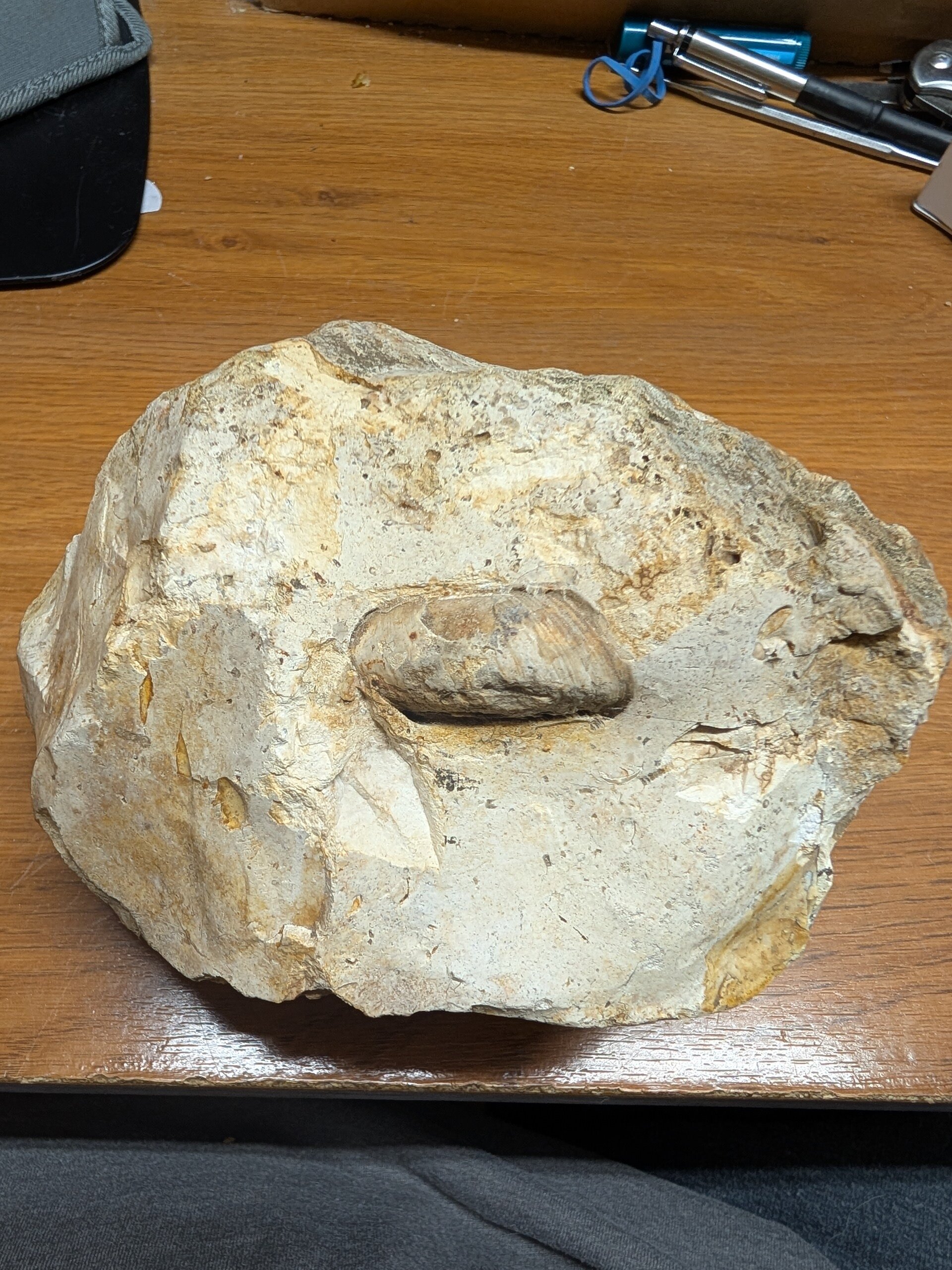Missouri Ozarks, Ordovician fossil ID - Fossil ID - The Fossil Forum