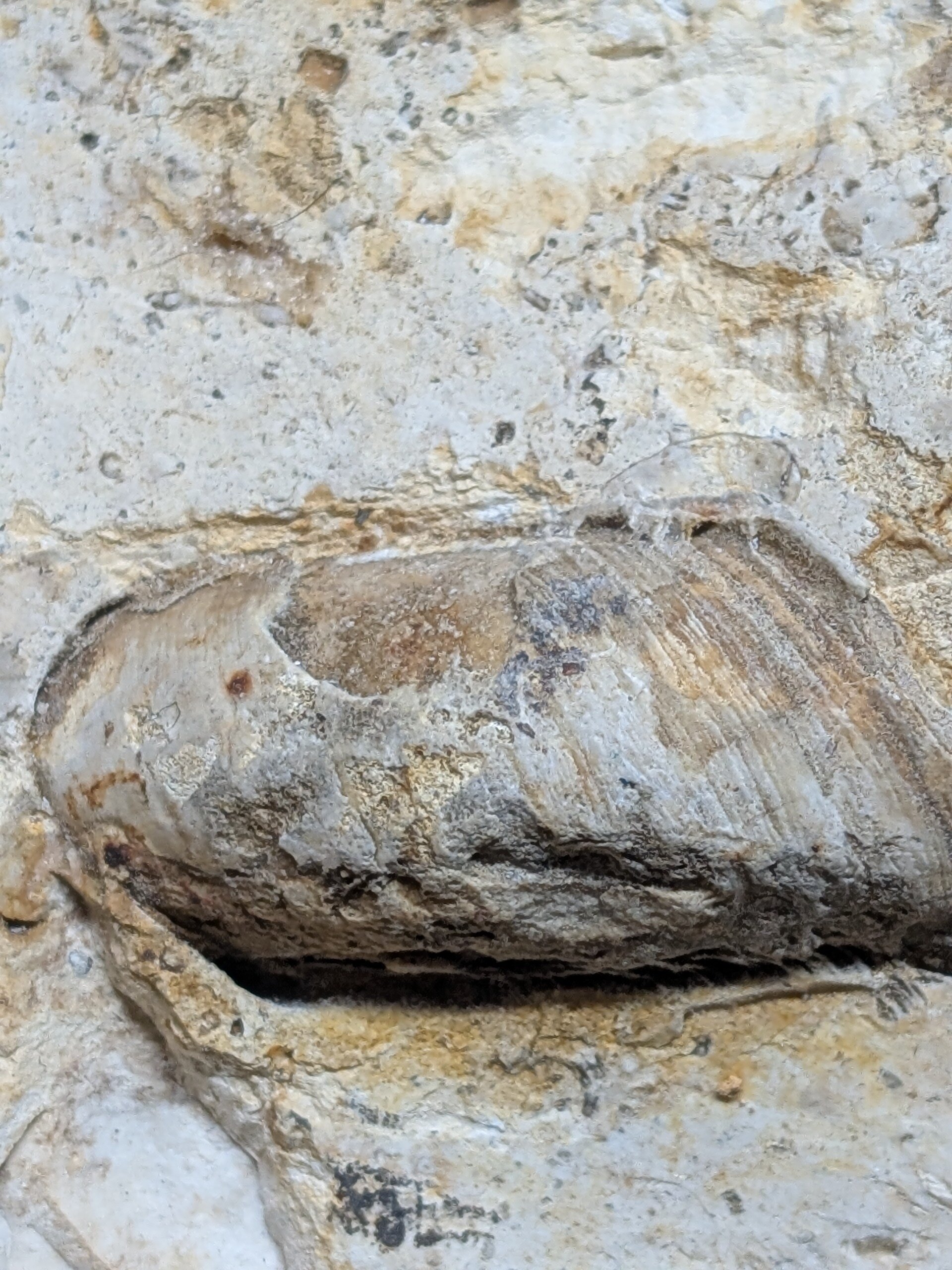 Missouri Ozarks, Ordovician fossil ID - Fossil ID - The Fossil Forum