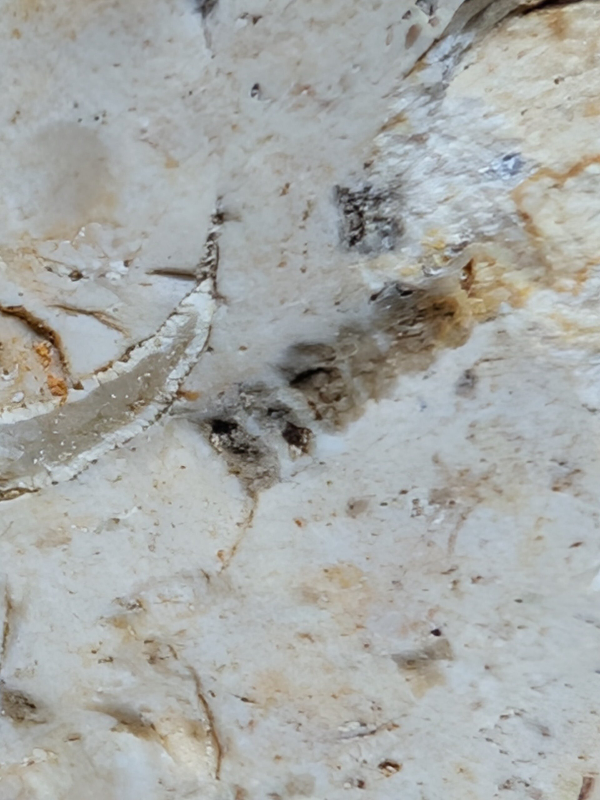Missouri Ozarks, Ordovician fossil ID - Fossil ID - The Fossil Forum