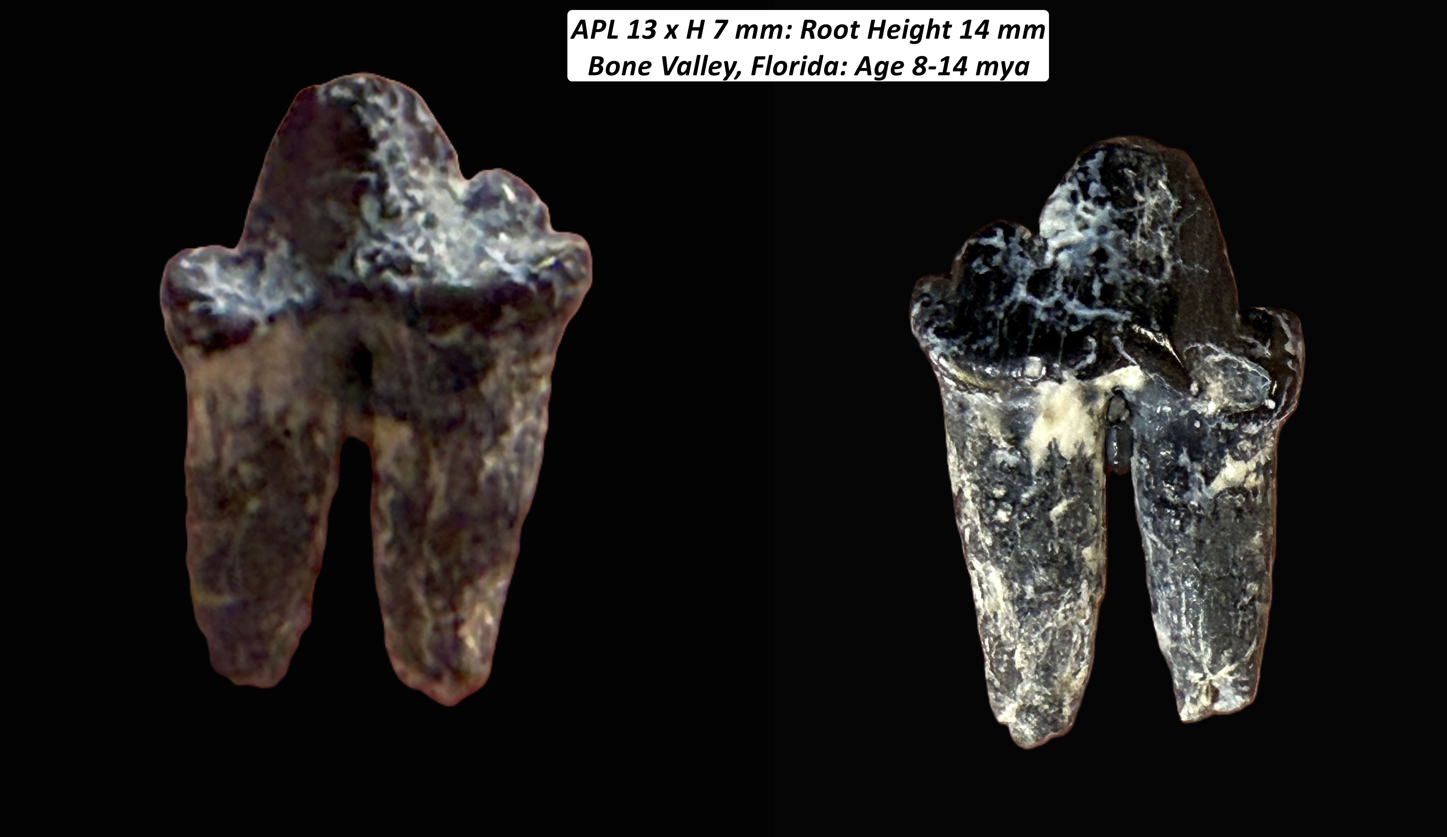 Bone Valley Phosphate Mine - Fossil ID - The Fossil Forum