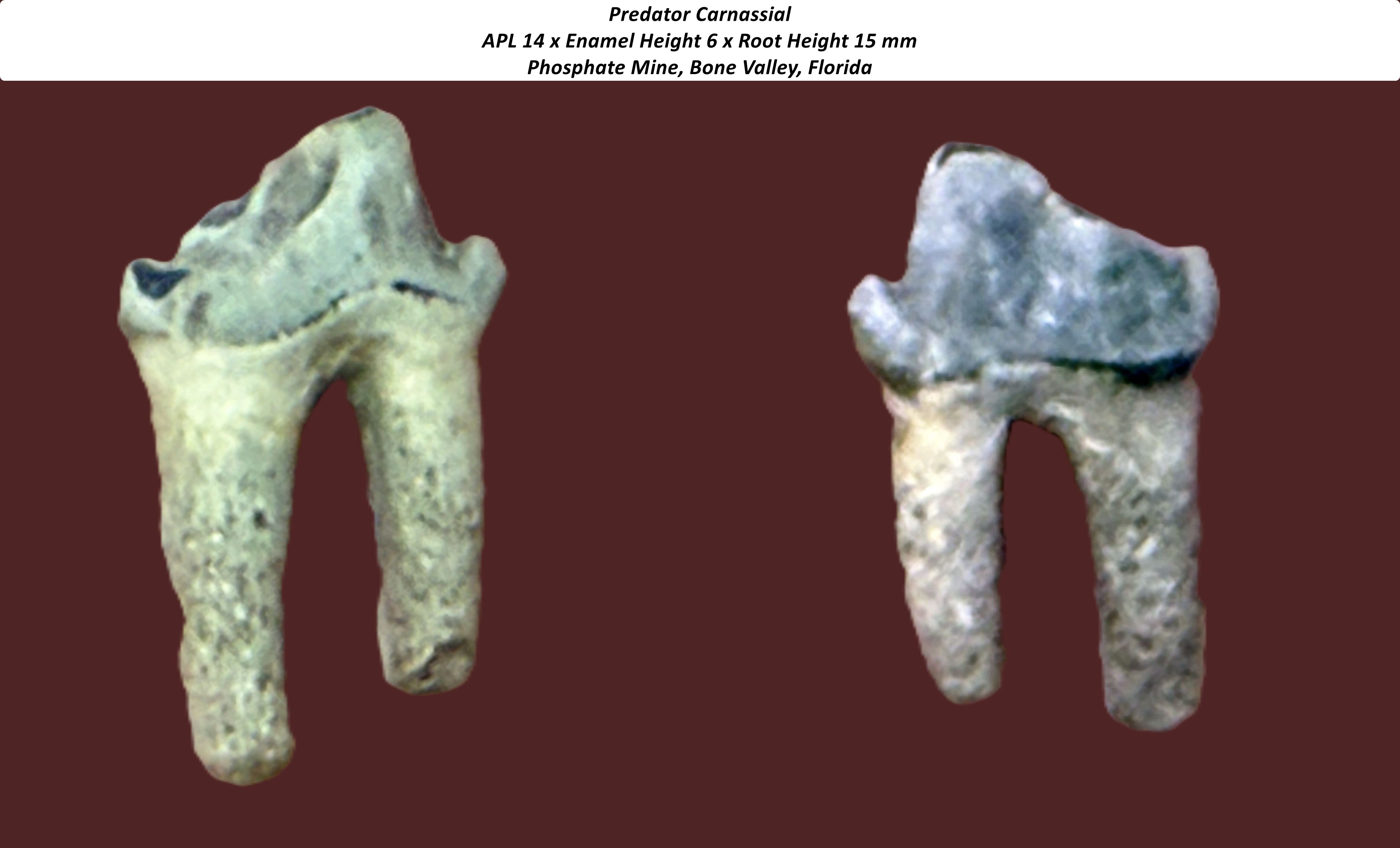 Bone Valley Phosphate Mine - Fossil ID - The Fossil Forum