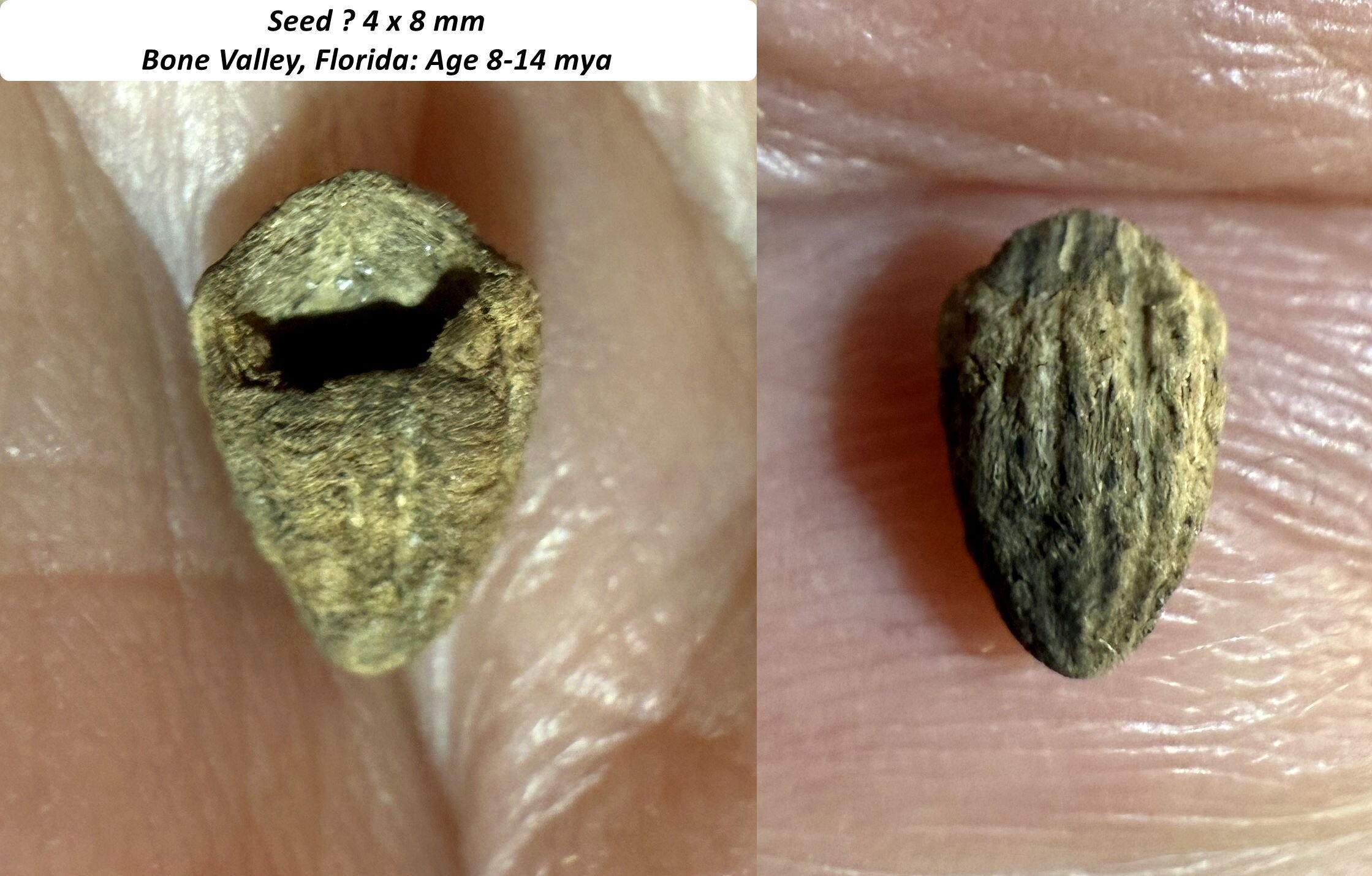 Bone Valley Phosphate Mine - Fossil ID - The Fossil Forum