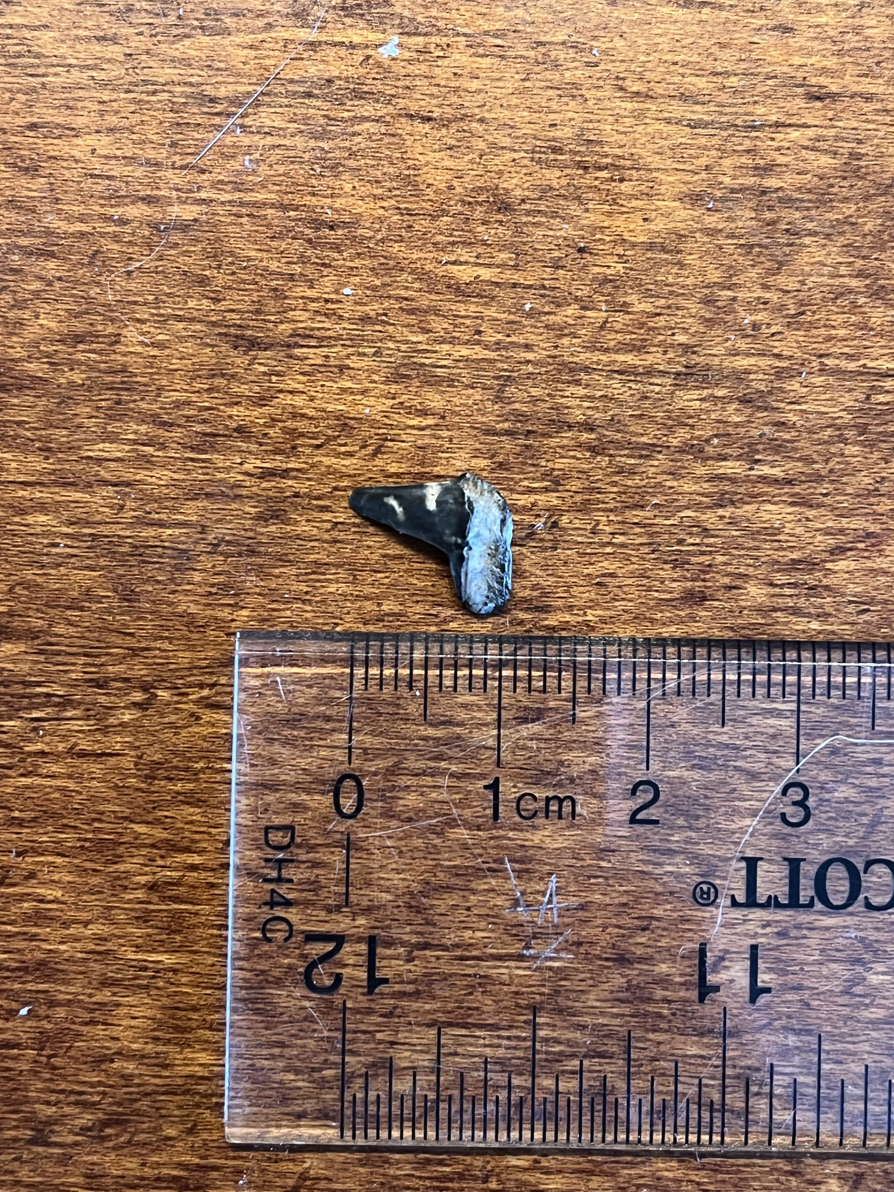 Florida Shark Tooth Identification - Fossil ID - The Fossil Forum