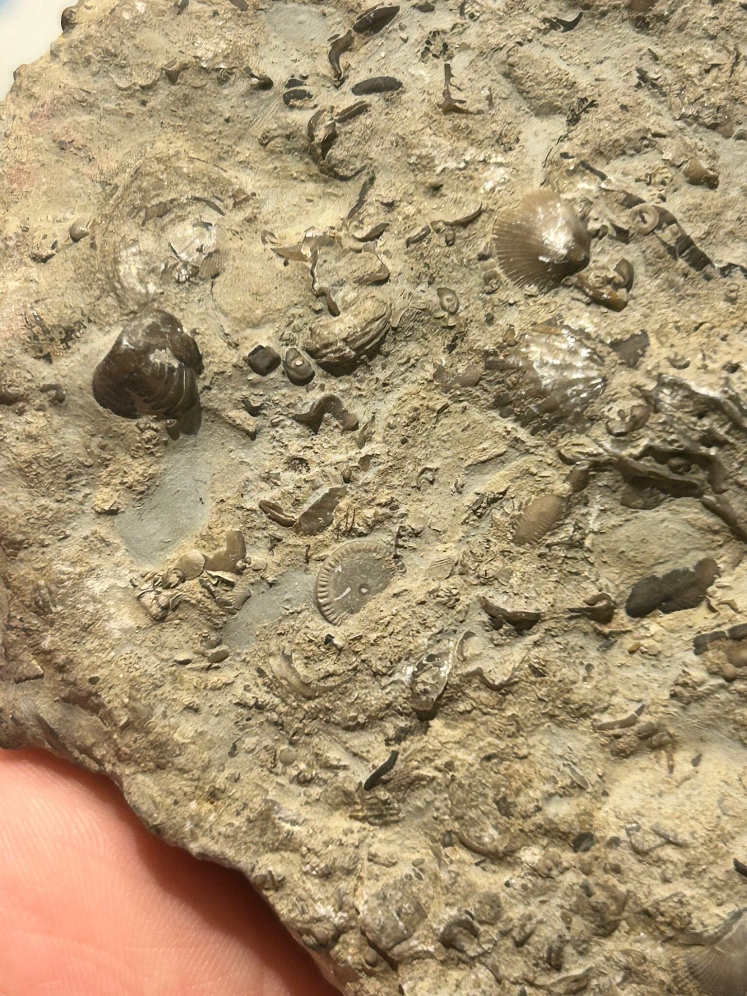 crinoid stem? - Fossil ID - The Fossil Forum