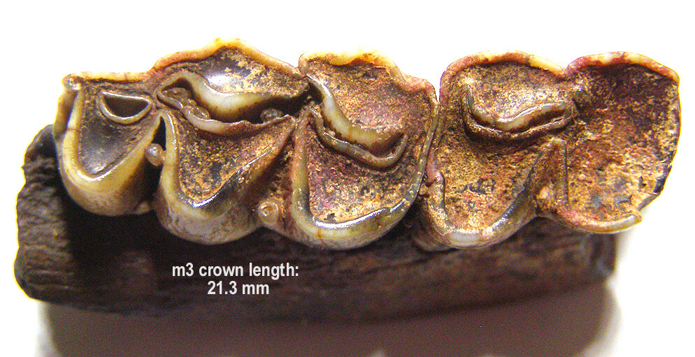 Deer tooth? - Fossil ID - The Fossil Forum