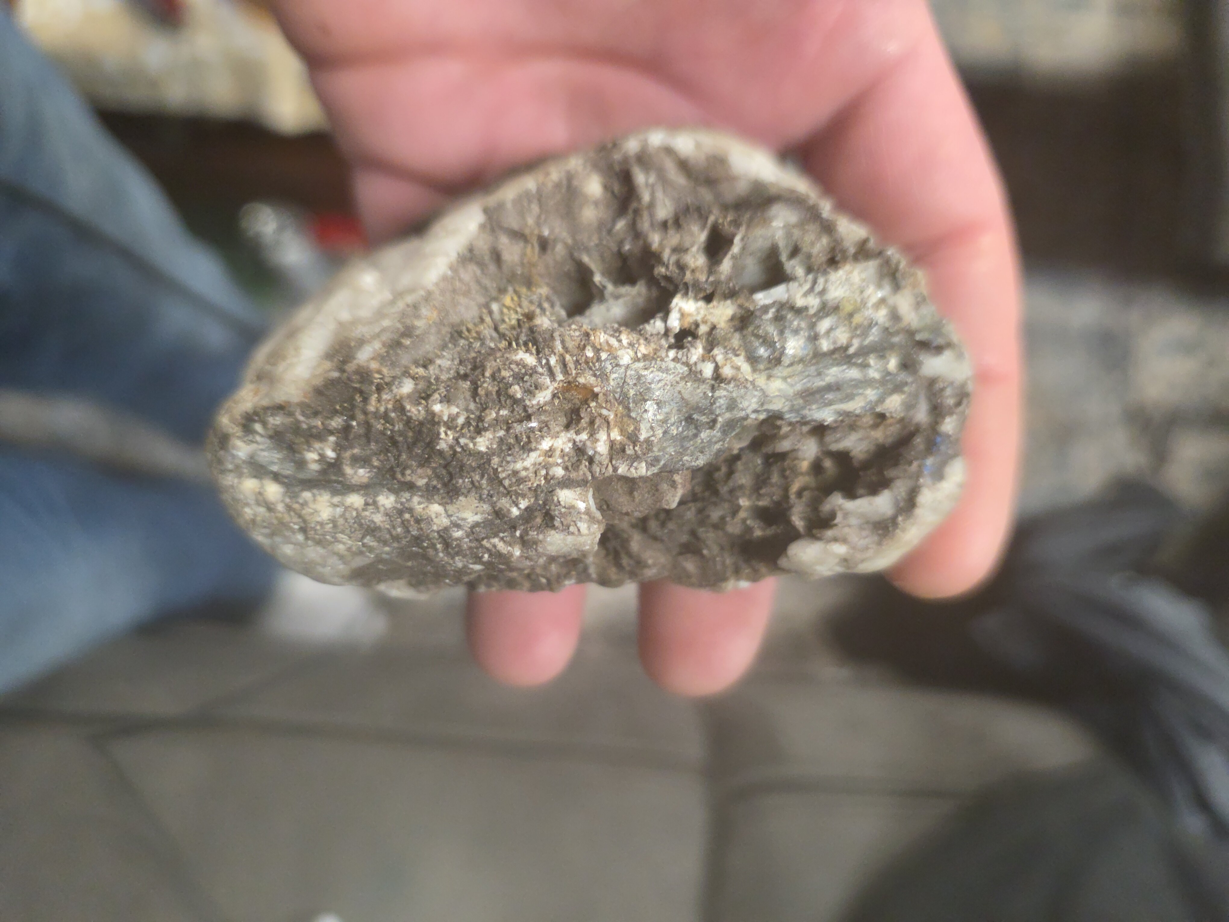 Found in a small waterway in Tennessee - Fossil ID - The Fossil Forum