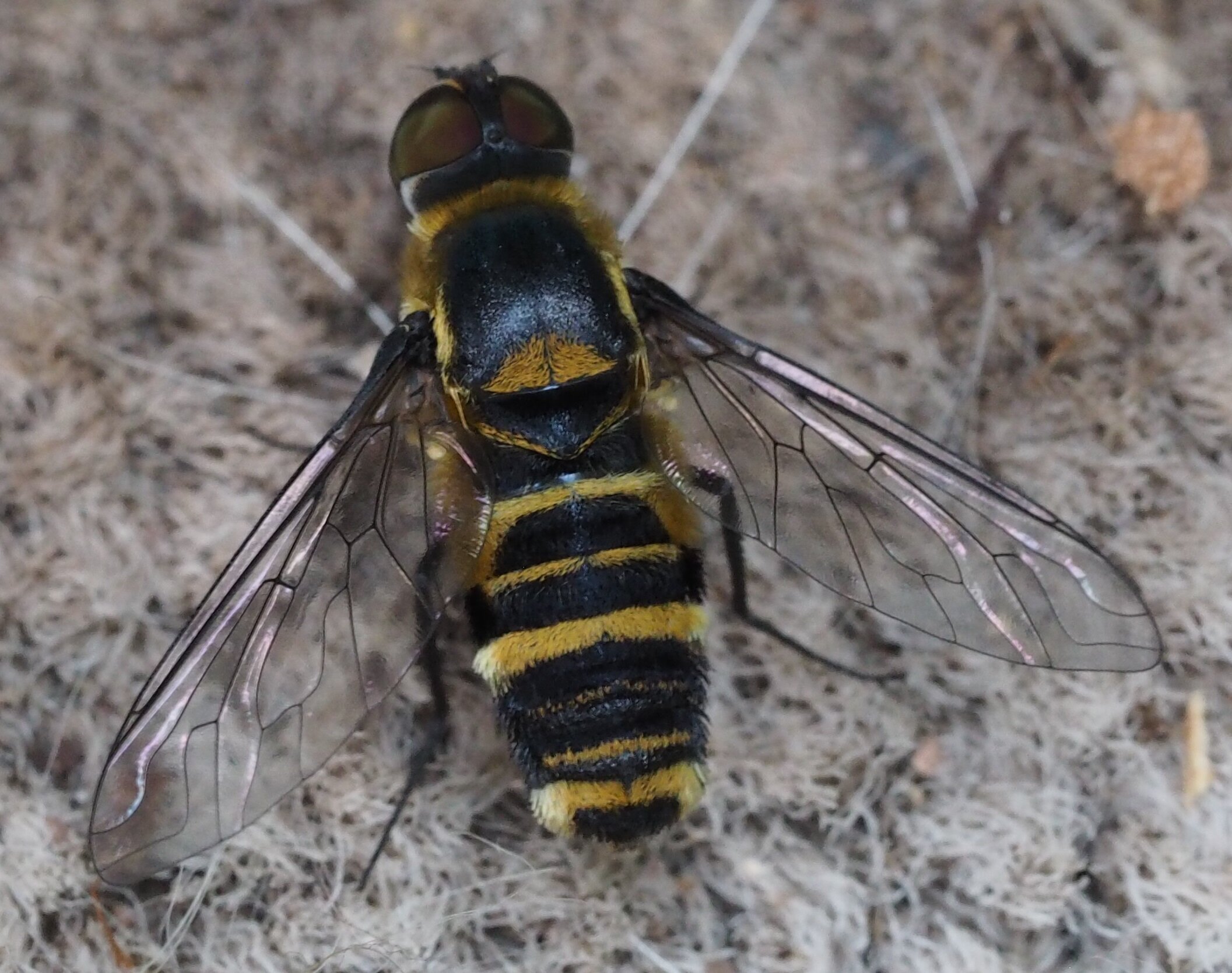 unknown amber fly, baltic coast, Stratiomyomorpha? - Fossil ID - The ...