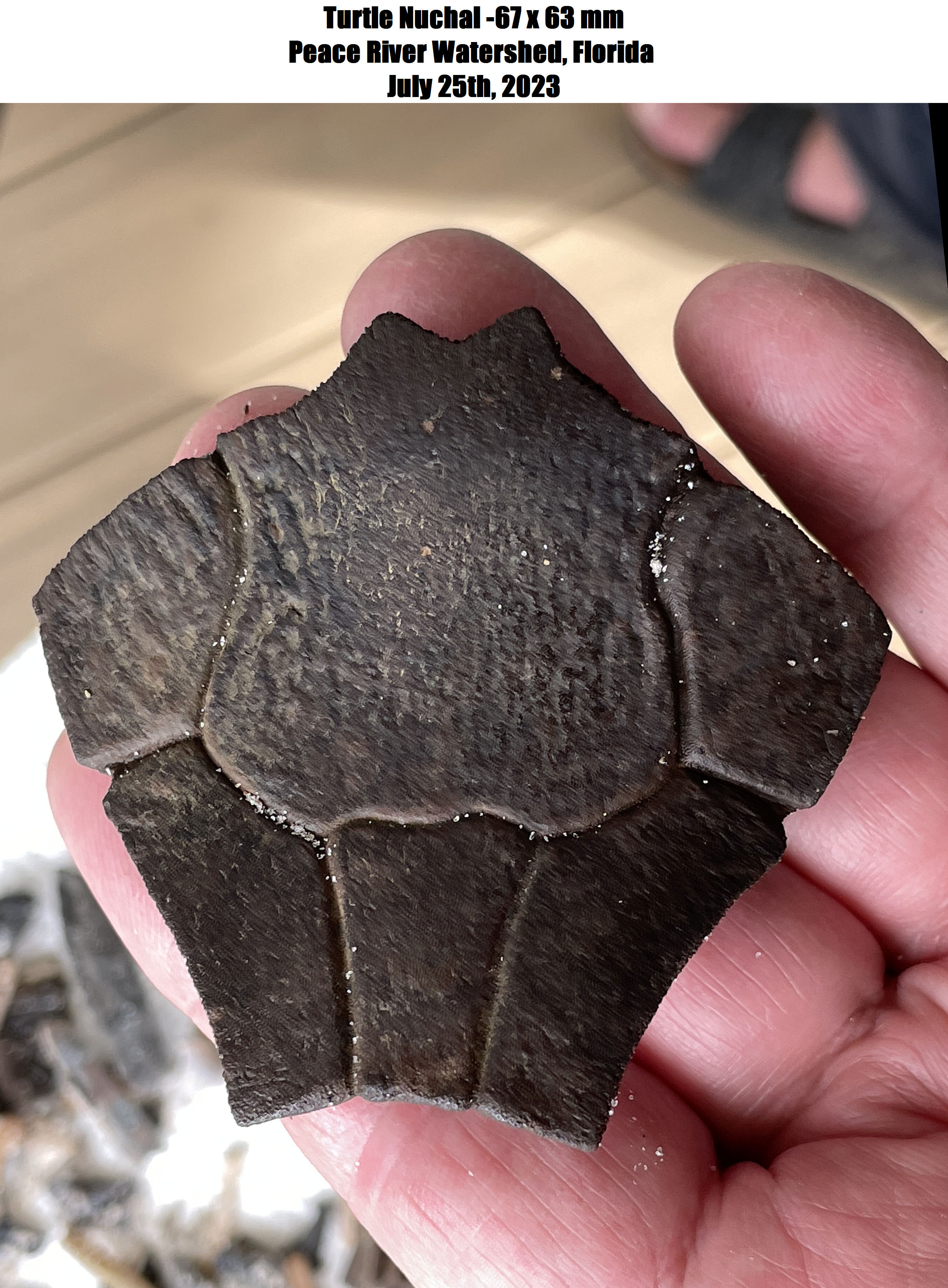 Turtle shell fossil? - Fossil ID - The Fossil Forum