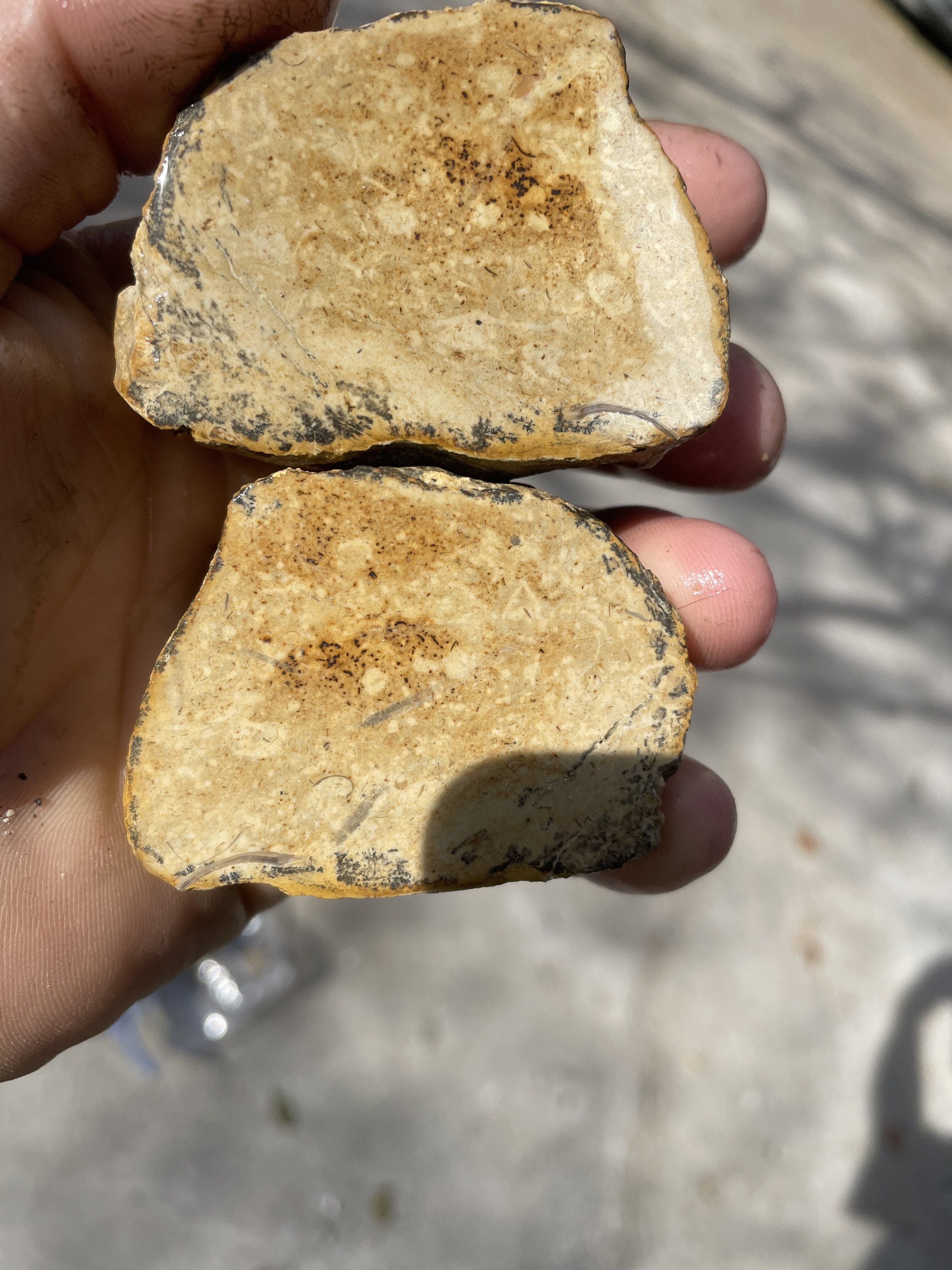 Gem bone possibly? And other cut in half and polished - Fossil ID - The ...