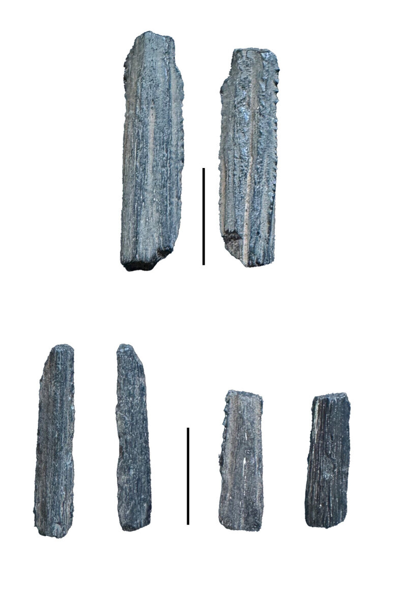 Barbs - Member Collections - The Fossil Forum